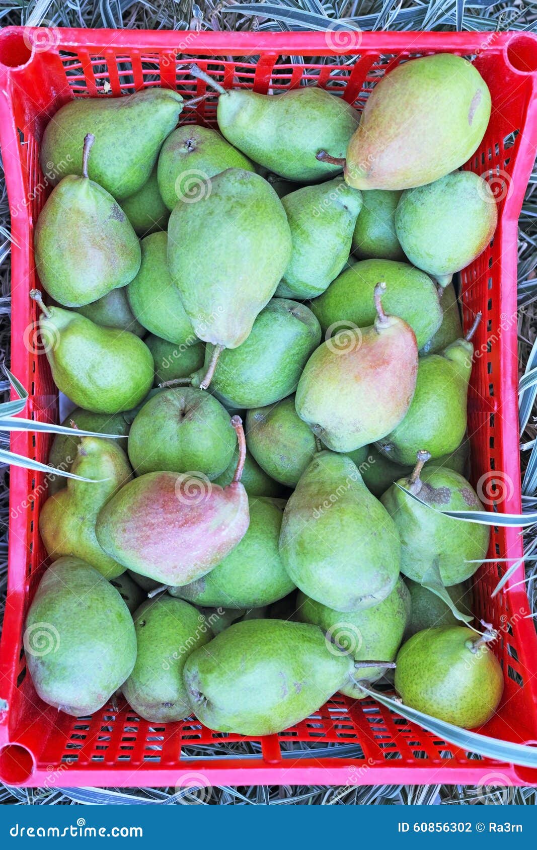 Caja con las peras verdes foto de archivo. Imagen de color - 60856302