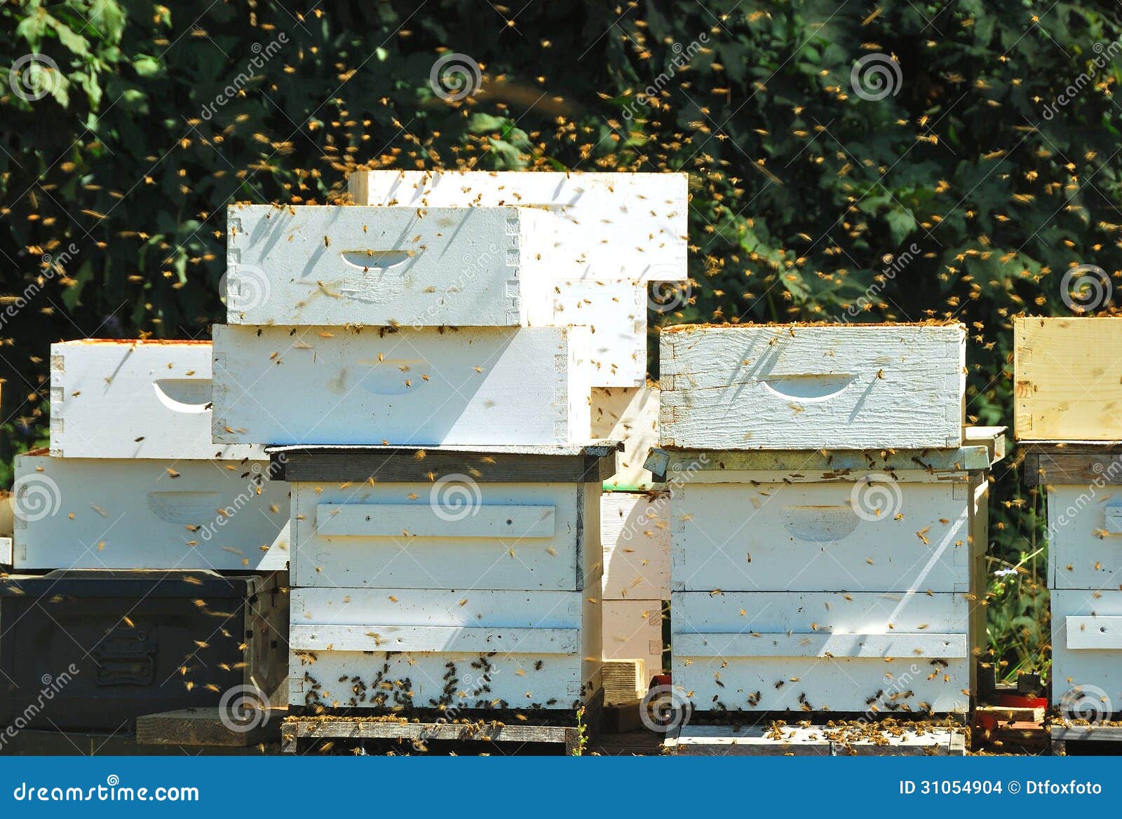 Caja de la abeja foto de archivo. Imagen de ganado, insectos - 31054904