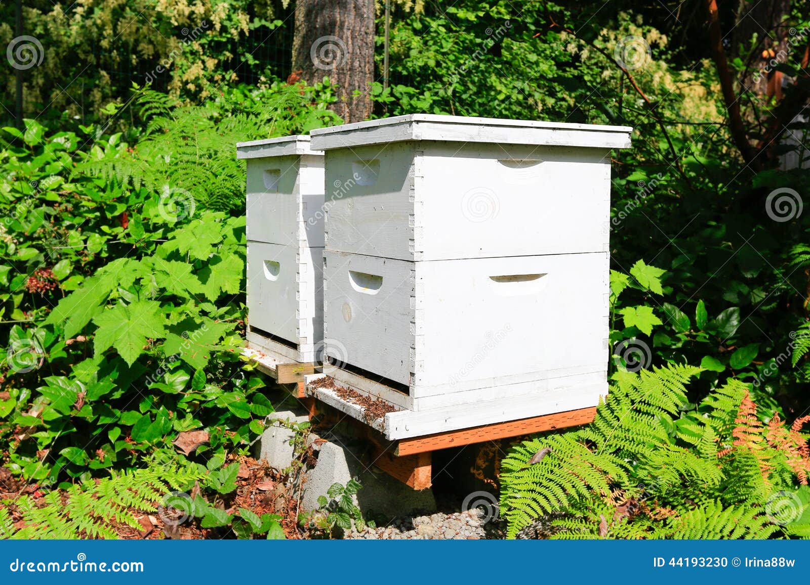 Cajas De La Abeja Para Los Apicultores Foto de archivo - Imagen de ...
