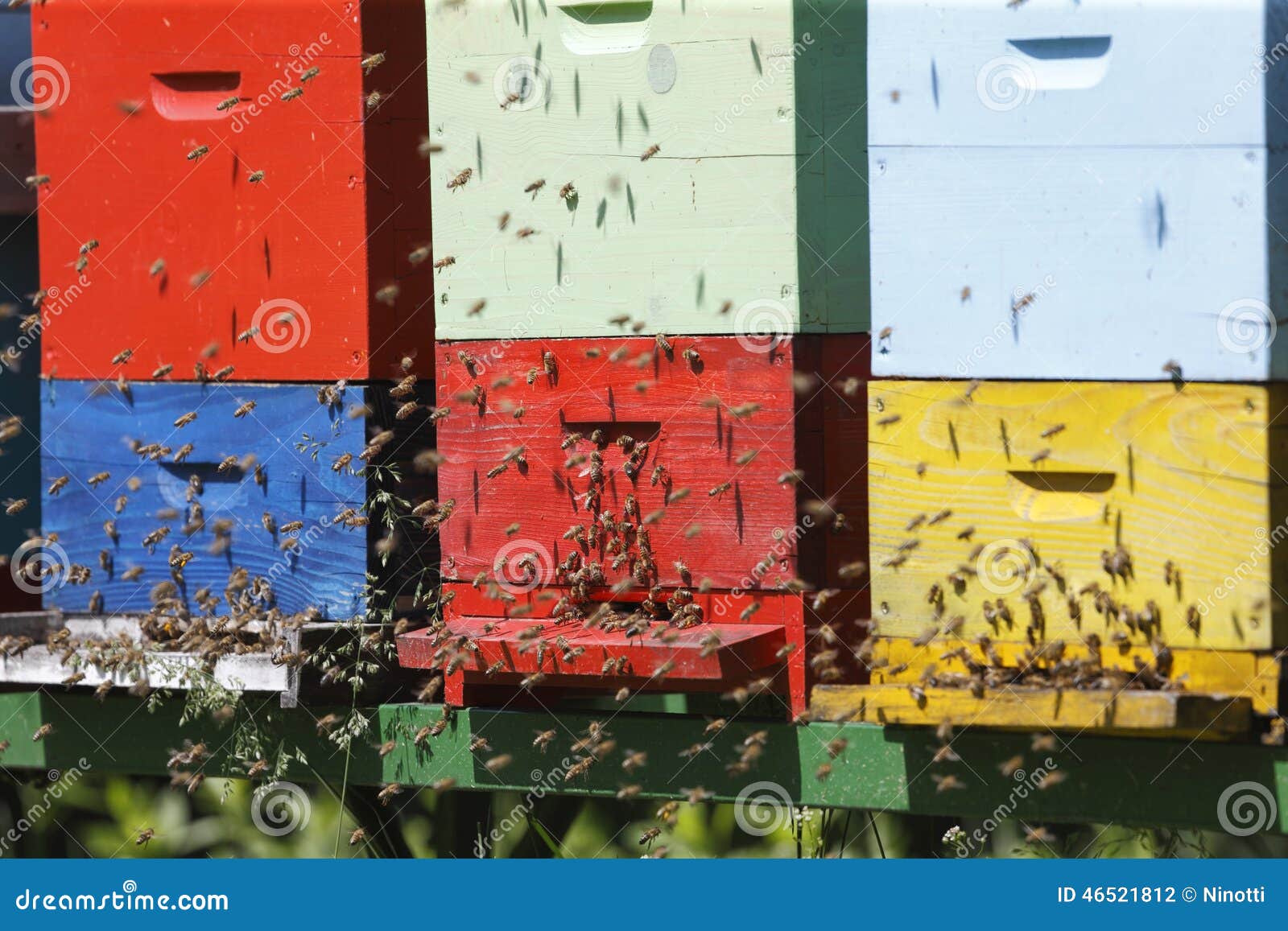 Cajas de la colmena foto de archivo. Imagen de mosca - 46521812