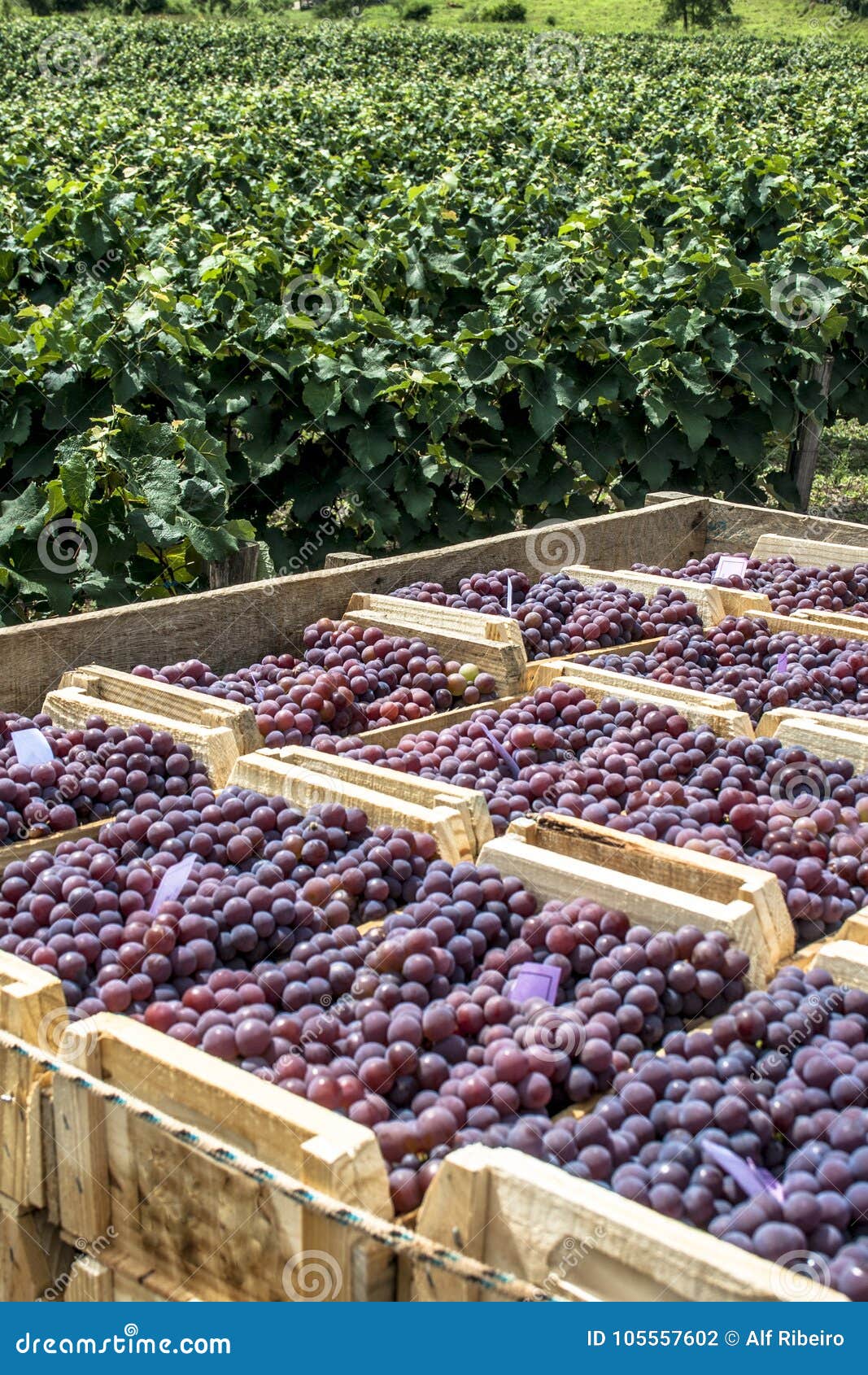 Cajas De Madera Con La Uva Recién Cosechada Foto de archivo - Imagen de ...