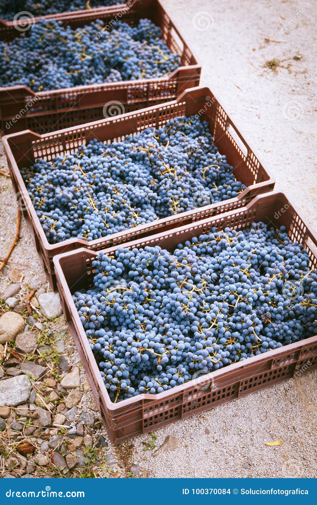 Cajas de uva roja foto de archivo. Imagen de manojo - 100370084