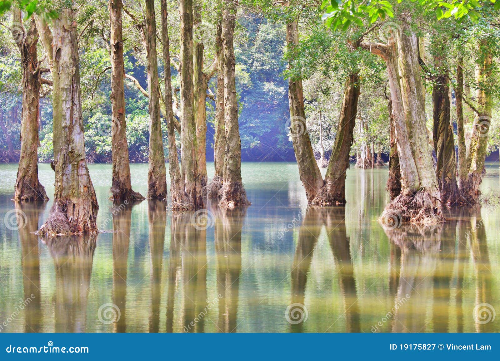 Cajeput tree stock image. Image of melaleuca, reservoir - 19175827