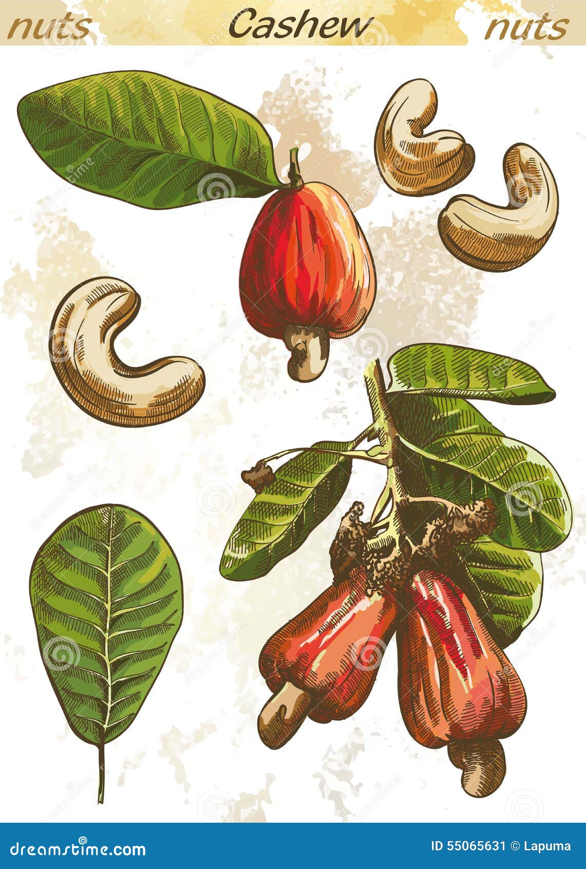 Caju ilustração do vetor. Ilustração de artesanal, naughty - 55065631