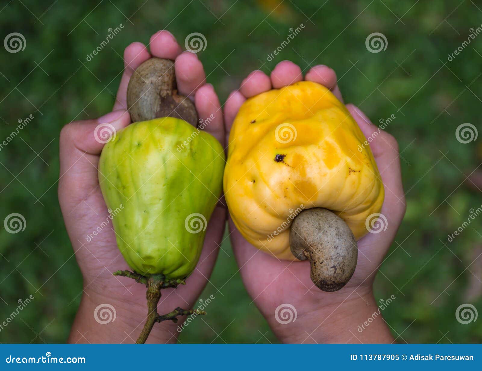 Caju, Anacardium Occidentale, Fruto Imagem de Stock - Imagem de ...