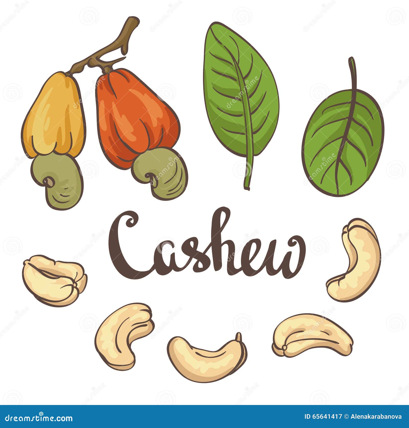 Caju, núcleos e folhas ilustração do vetor. Ilustração de folha - 65641417