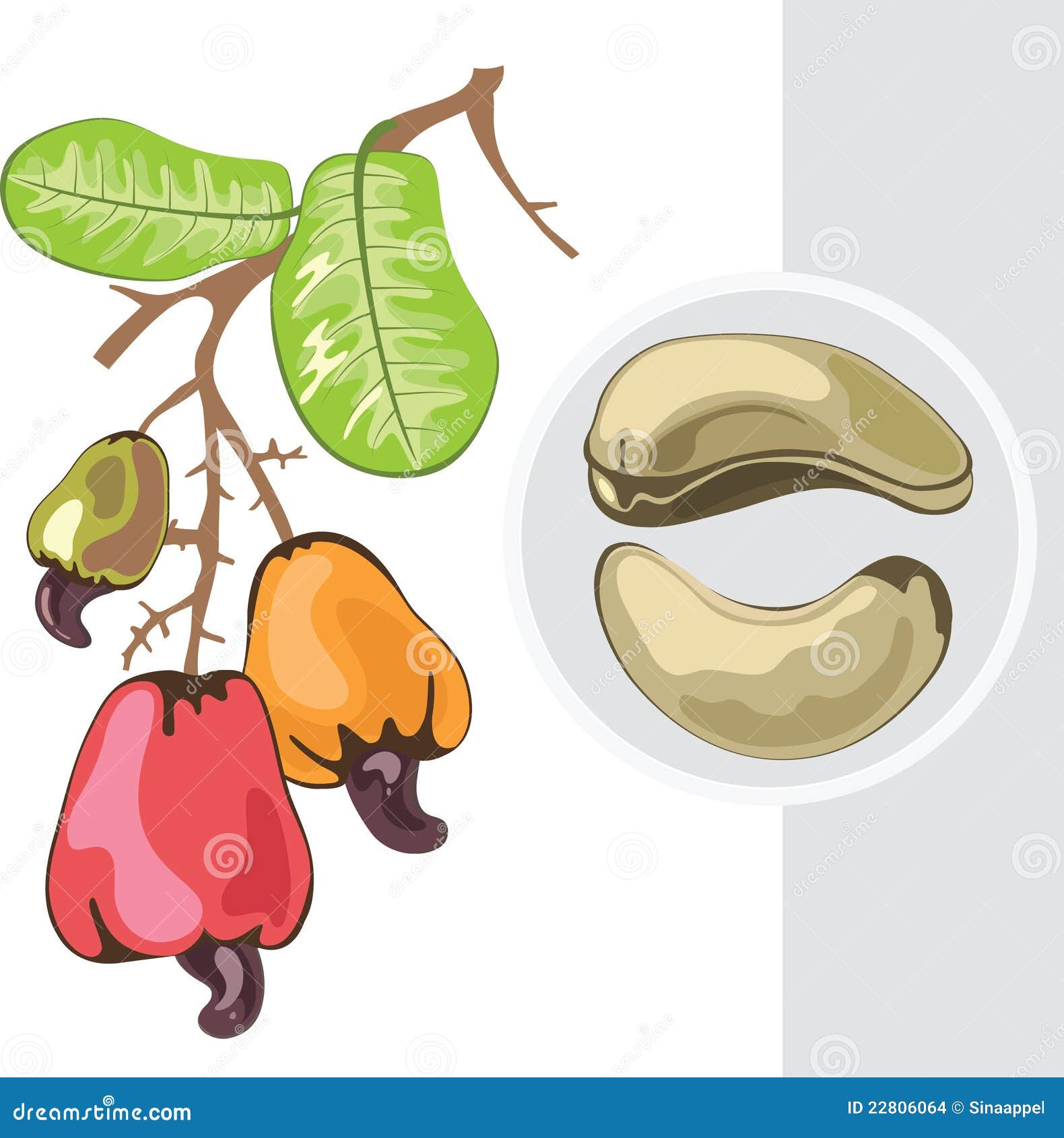 Caju. Ramifique Com Frutas E Porcas. Ilustração do Vetor - Ilustração ...