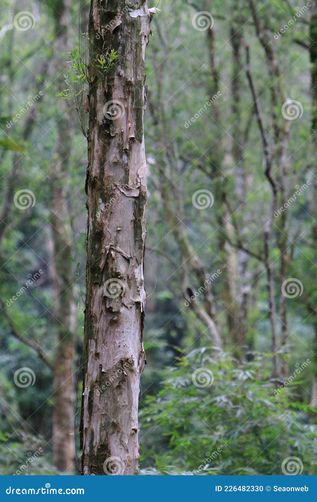 A Cajuput or Paperbark Tea Tree Forest in Mang Gui Kiu Stock Photo ...