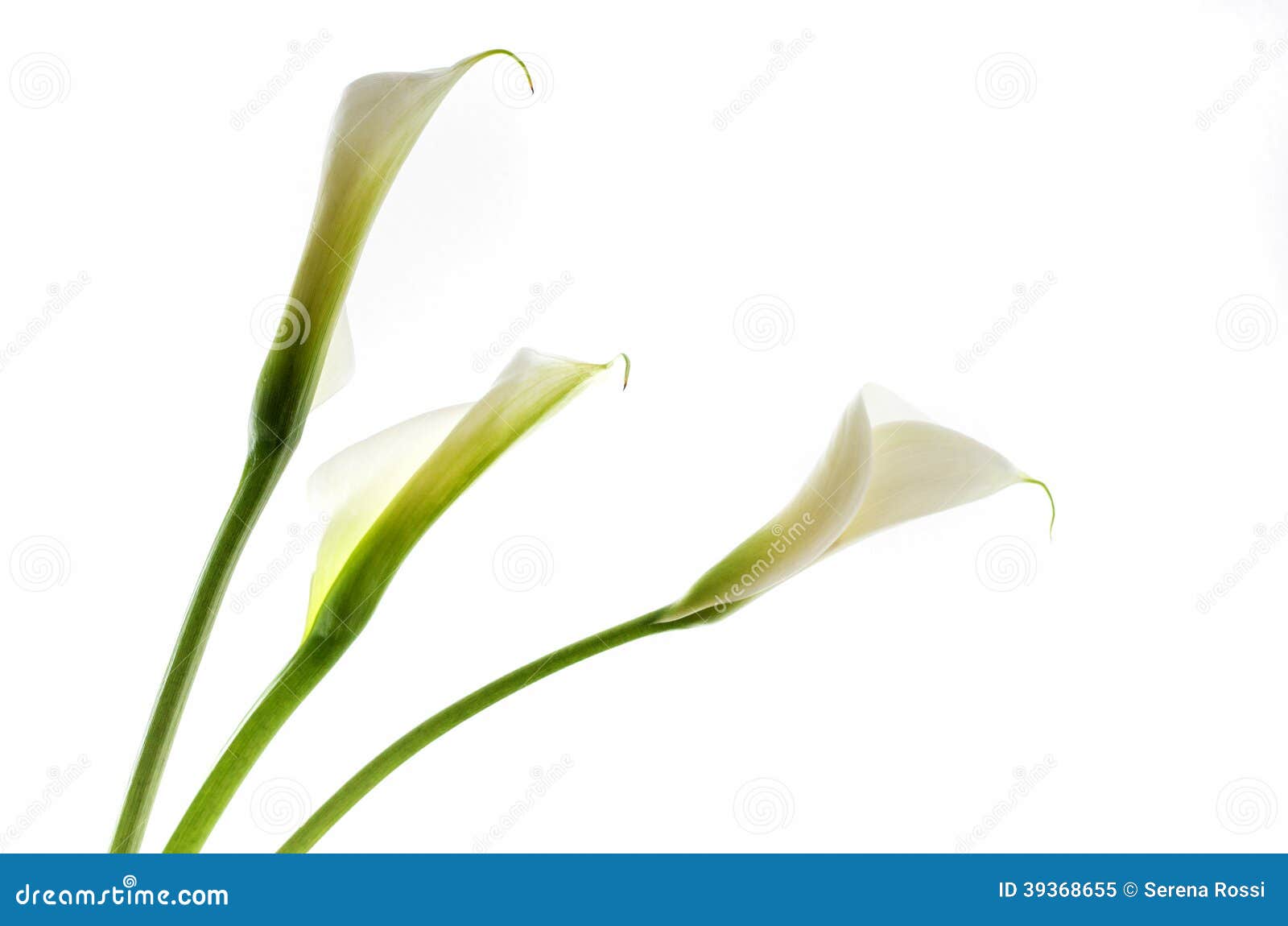 Cala imagen de archivo. Imagen de flor, cala, verde, religioso - 39368655