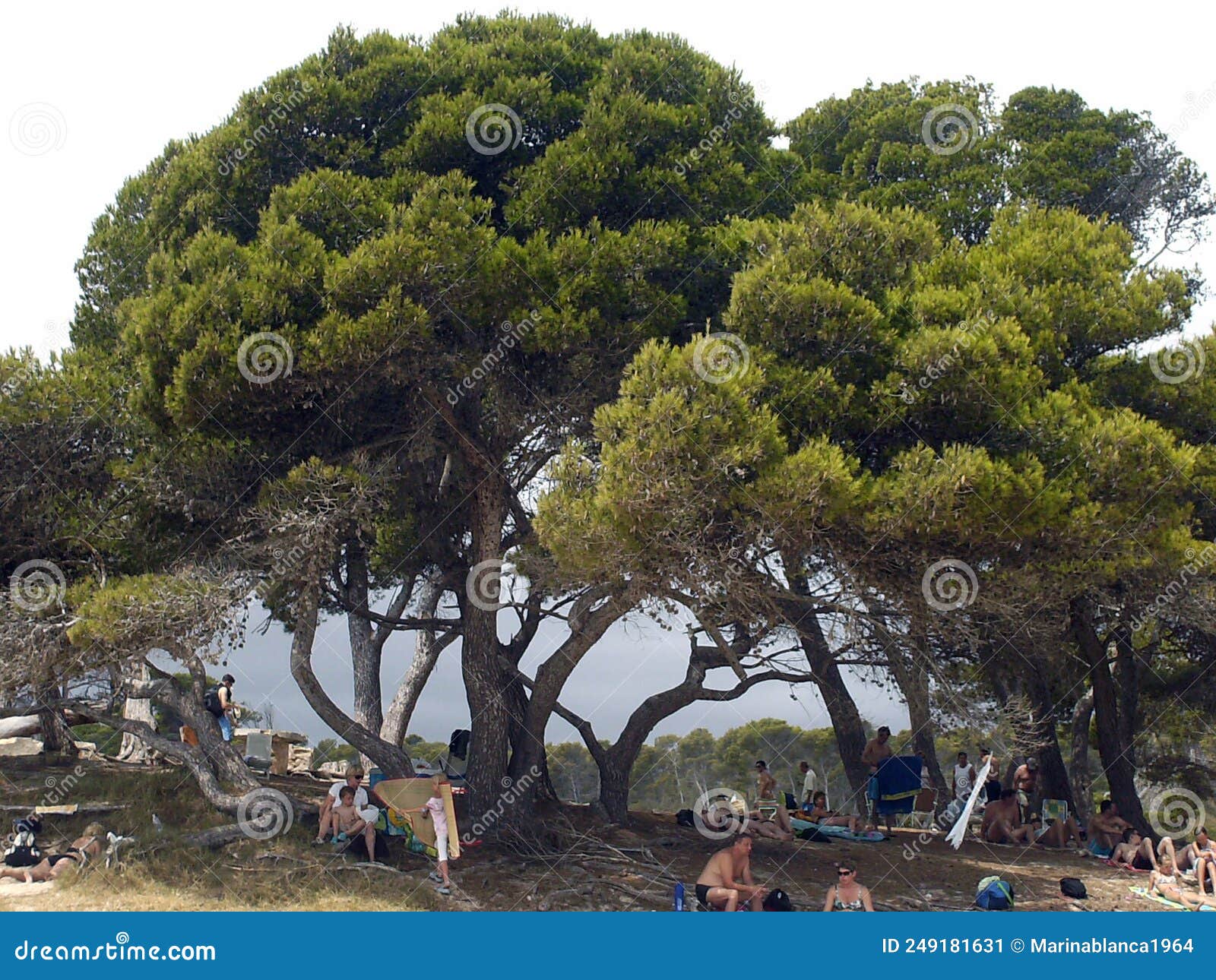 This is Cala Agulla Beach editorial photo. Image of mallorca - 249181631