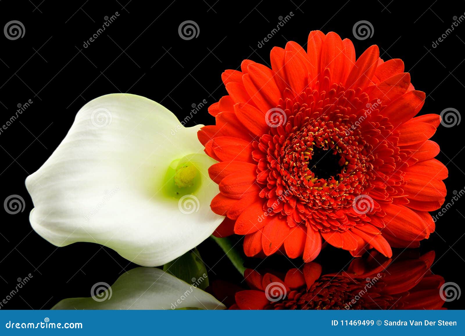 Cala Blanca Y Flores Rojas De Gerber Imagen de archivo - Imagen de ...