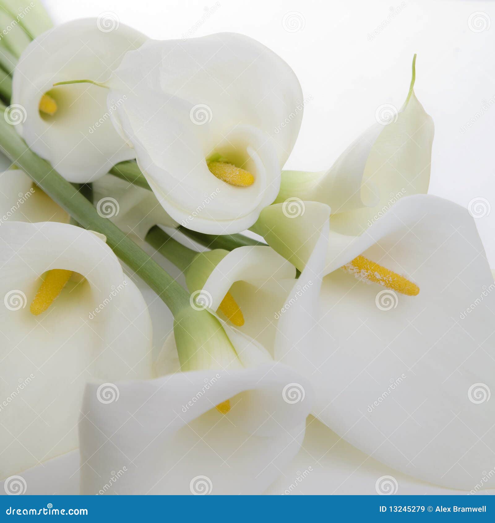 Cala Lily Bunch stock image. Image of pretty, bloom, bouquet - 13245279