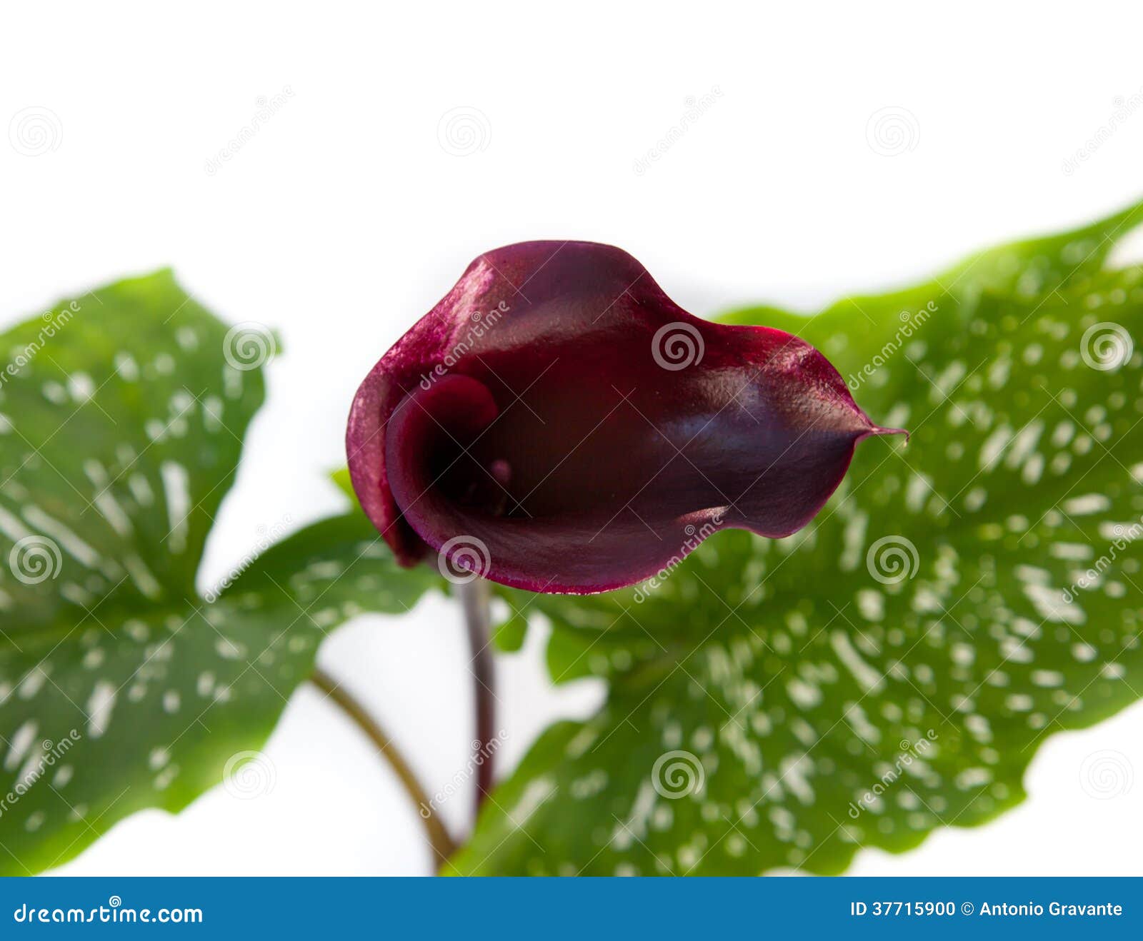 Cala negra foto de archivo. Imagen de travieso, copia - 37715900