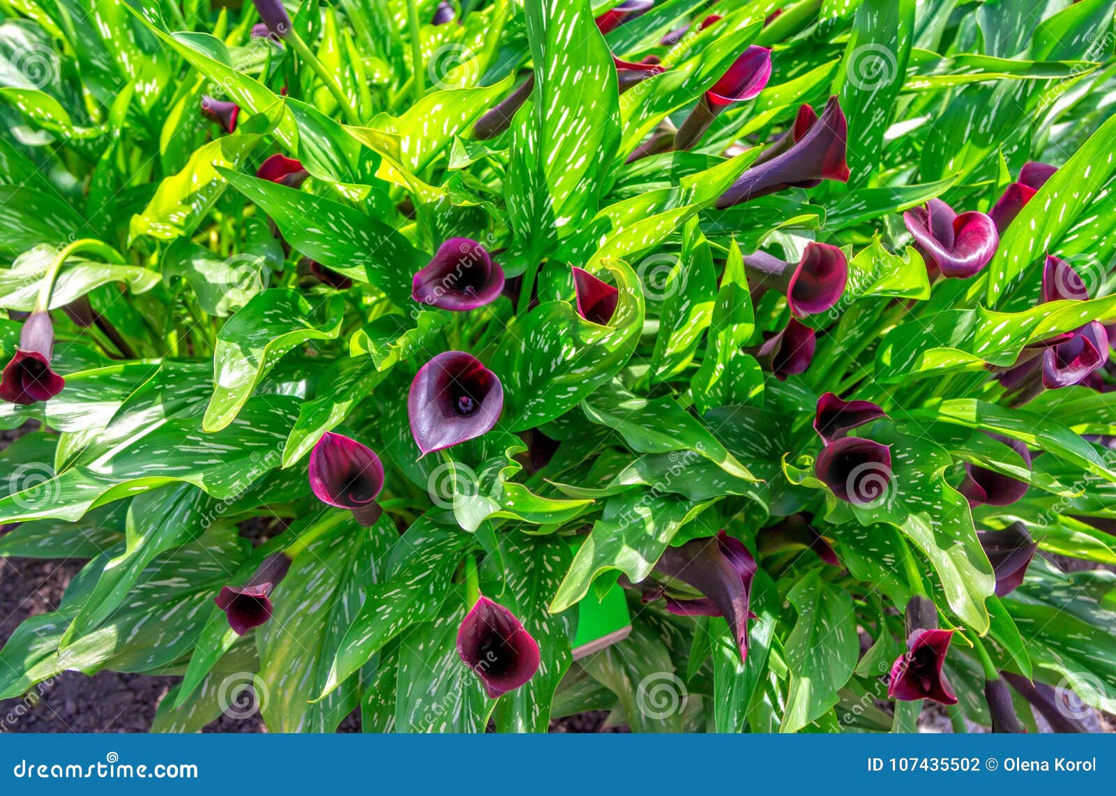 Cala negra hermosa foto de archivo. Imagen de cubo, brillante - 107435502