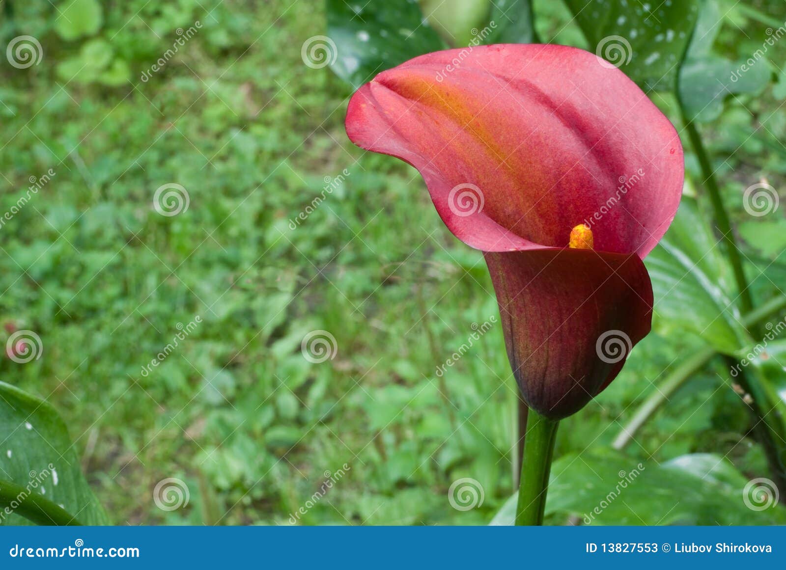 Cala roja imagen de archivo. Imagen de floral, fondos - 13827553