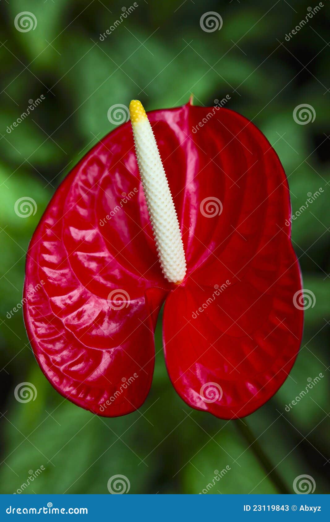 Cala roja imagen de archivo. Imagen de rojo, cala, fondo - 23119843