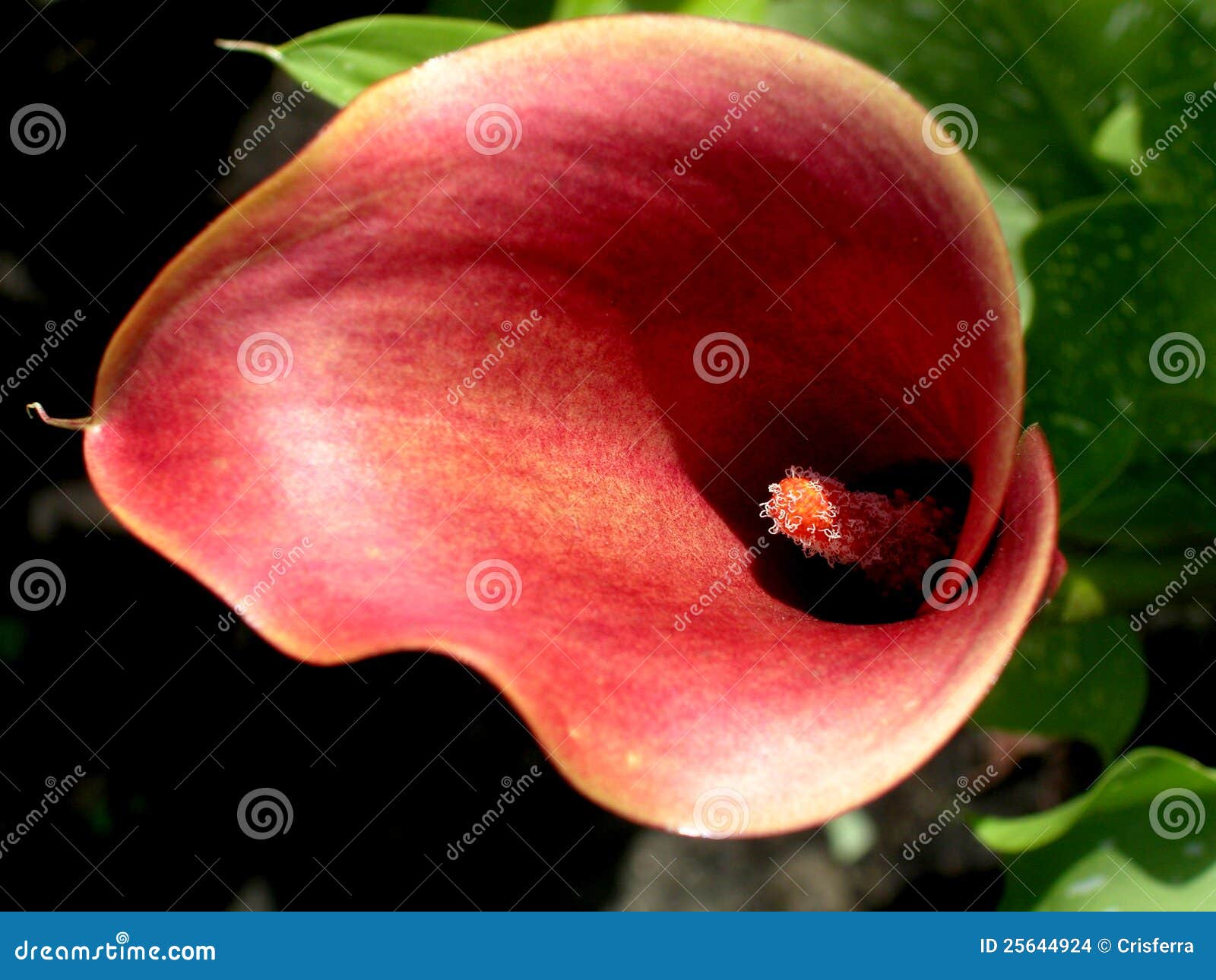 Cala roja foto de archivo. Imagen de floral, belleza - 25644924