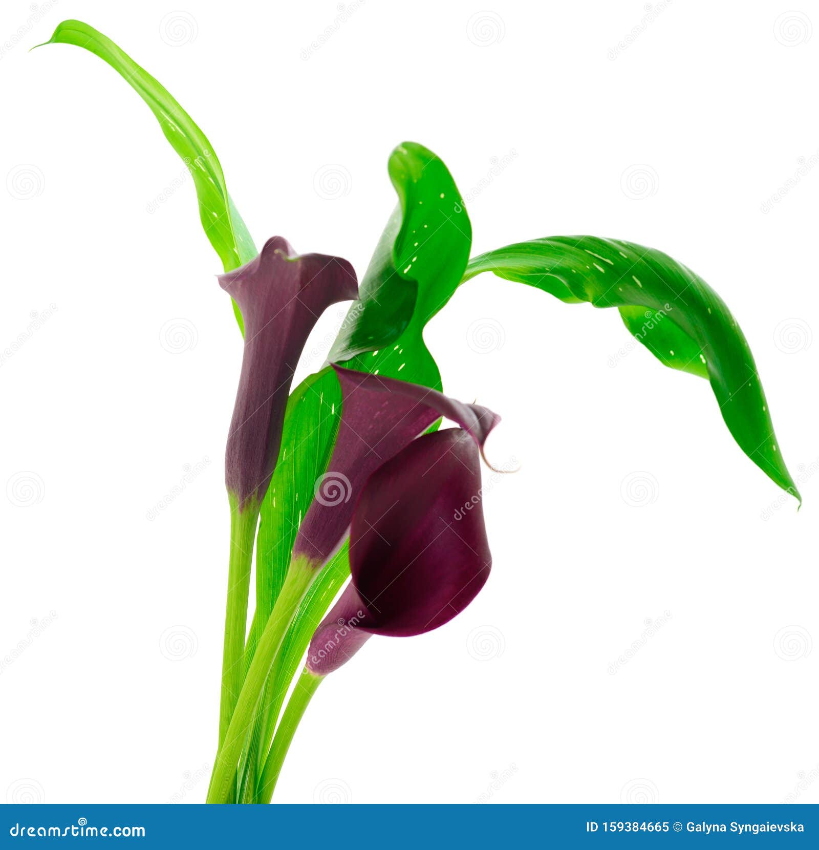 Cala Roja En Flor Con Hojas Verdes Imagen de archivo - Imagen de ...