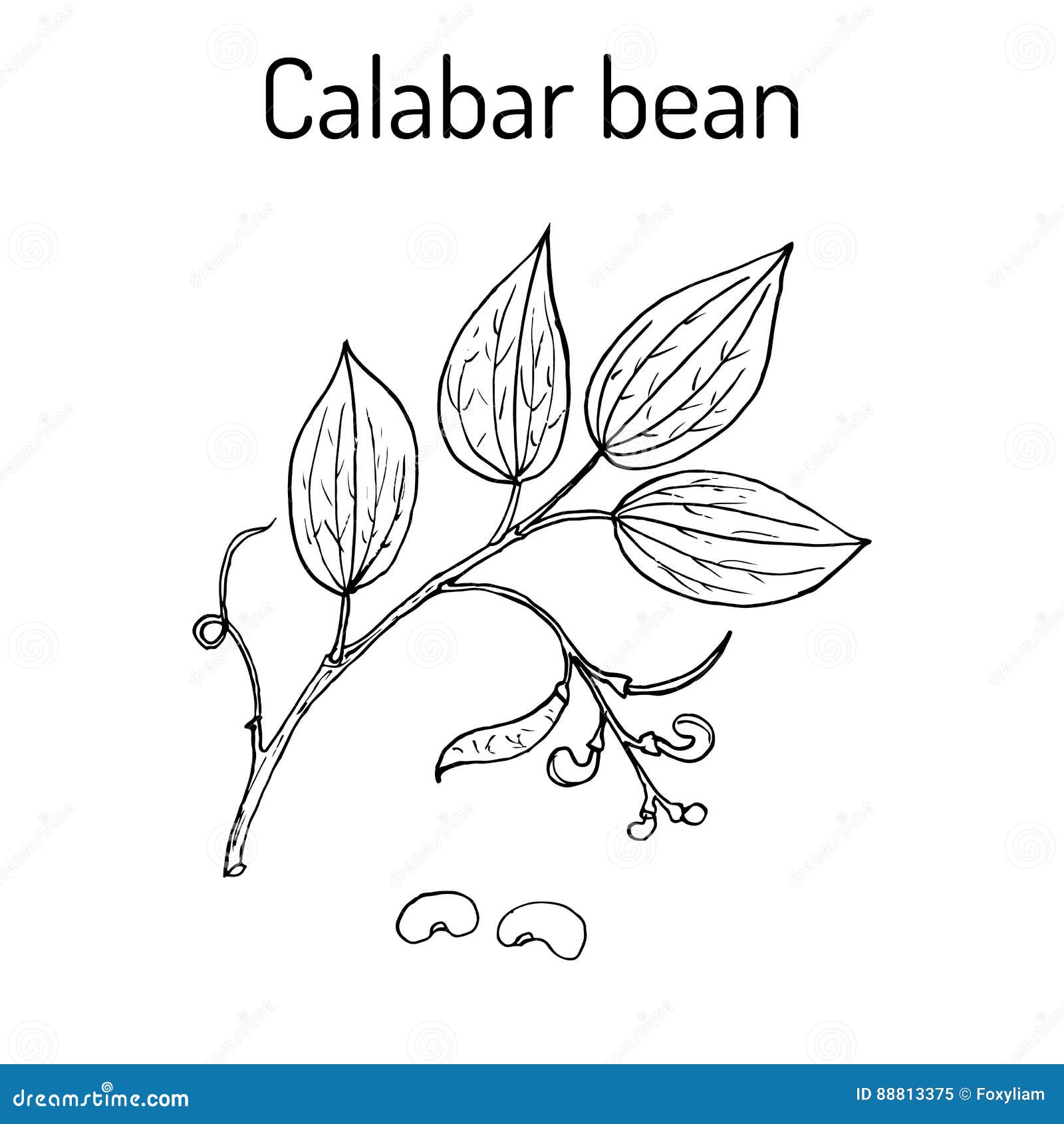 Calabar Bean Physostigma Venenosum, Planta Medicinal Ilustração do ...