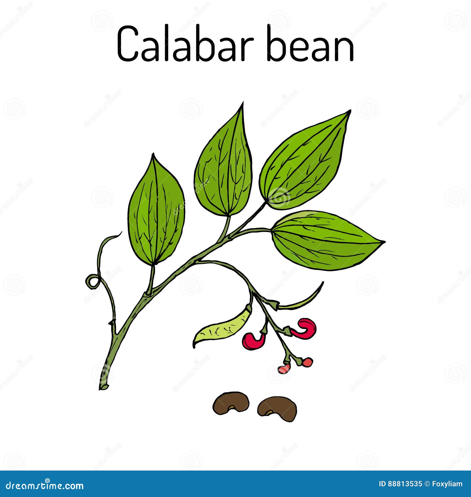 Calabar Bean Physostigma Venenosum, Planta Medicinal Ilustração do ...