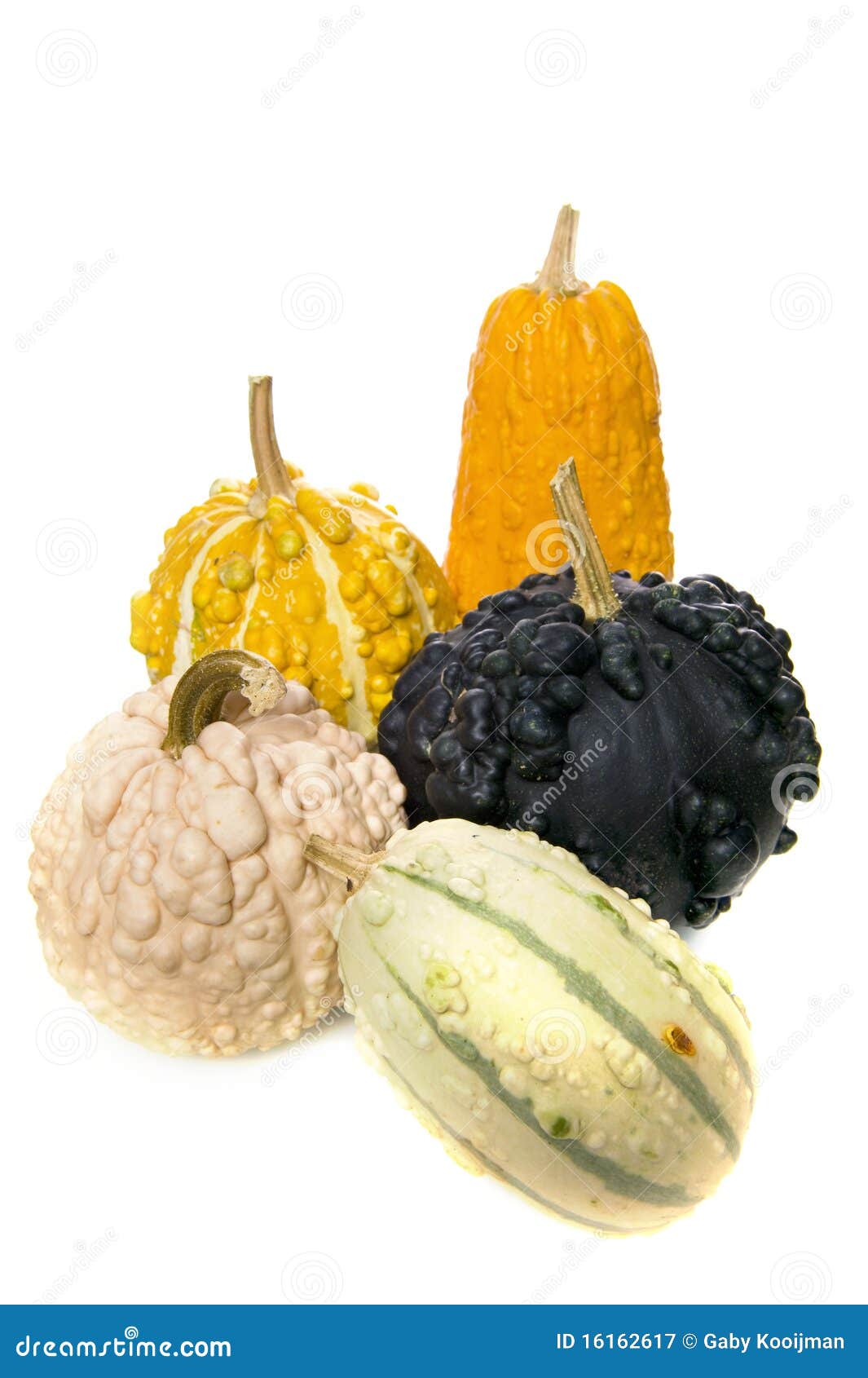 Calabash stock image. Image of assorted, organic, garden - 16162617