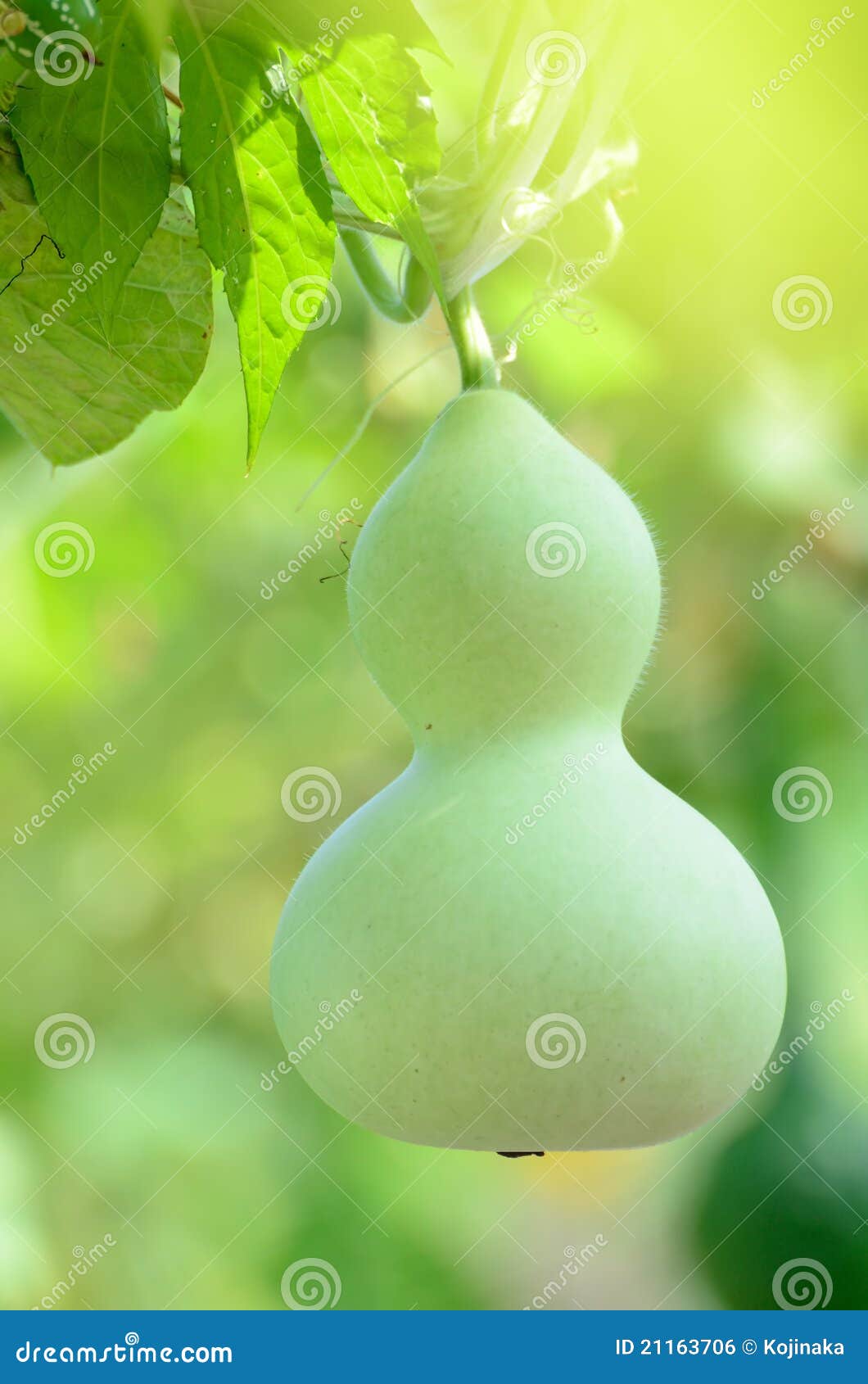 Calabash stock photo. Image of organic, healthy, leaf - 21163706