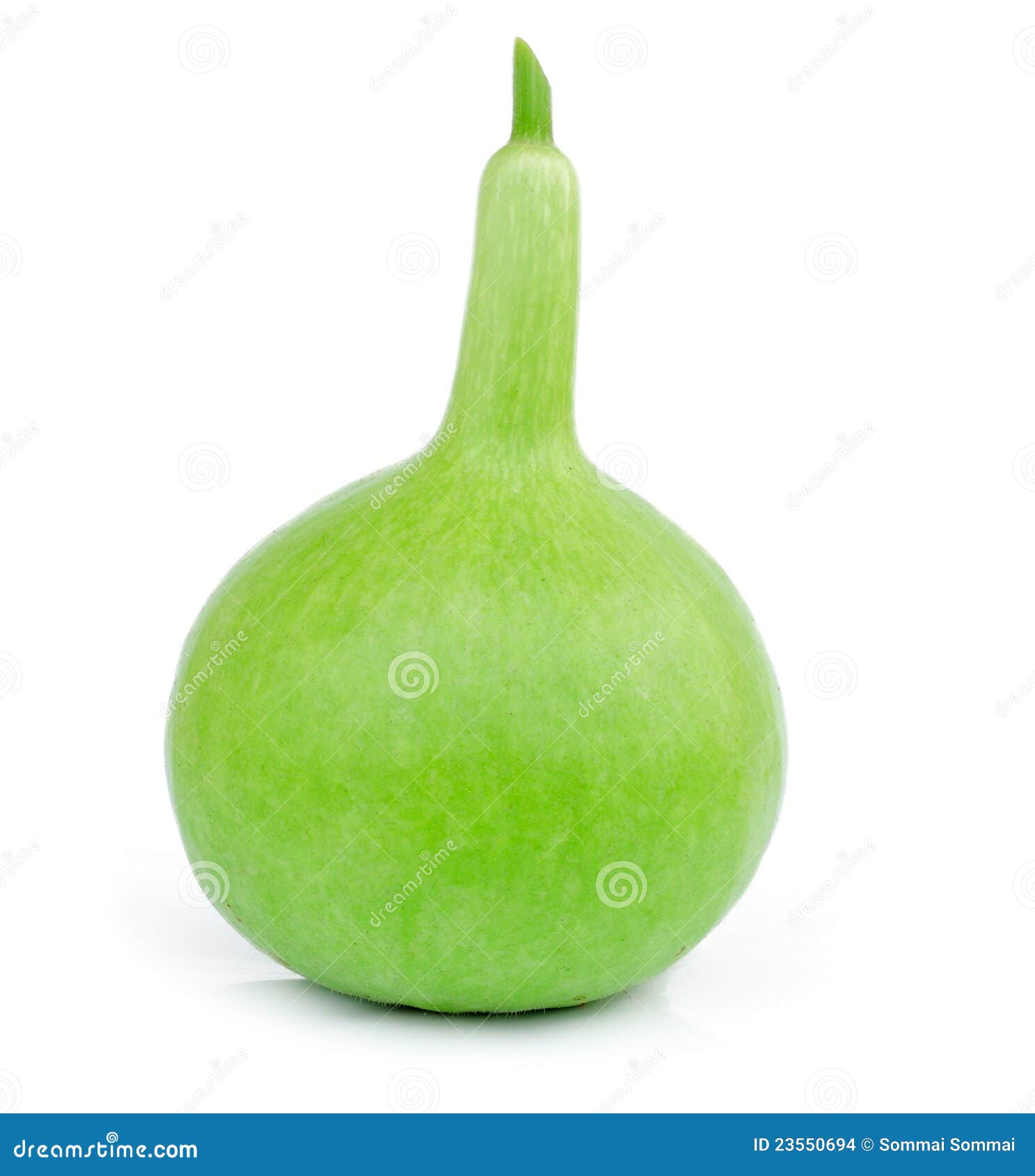 Calabash stock photo. Image of edible, green, asian, asia - 23550694