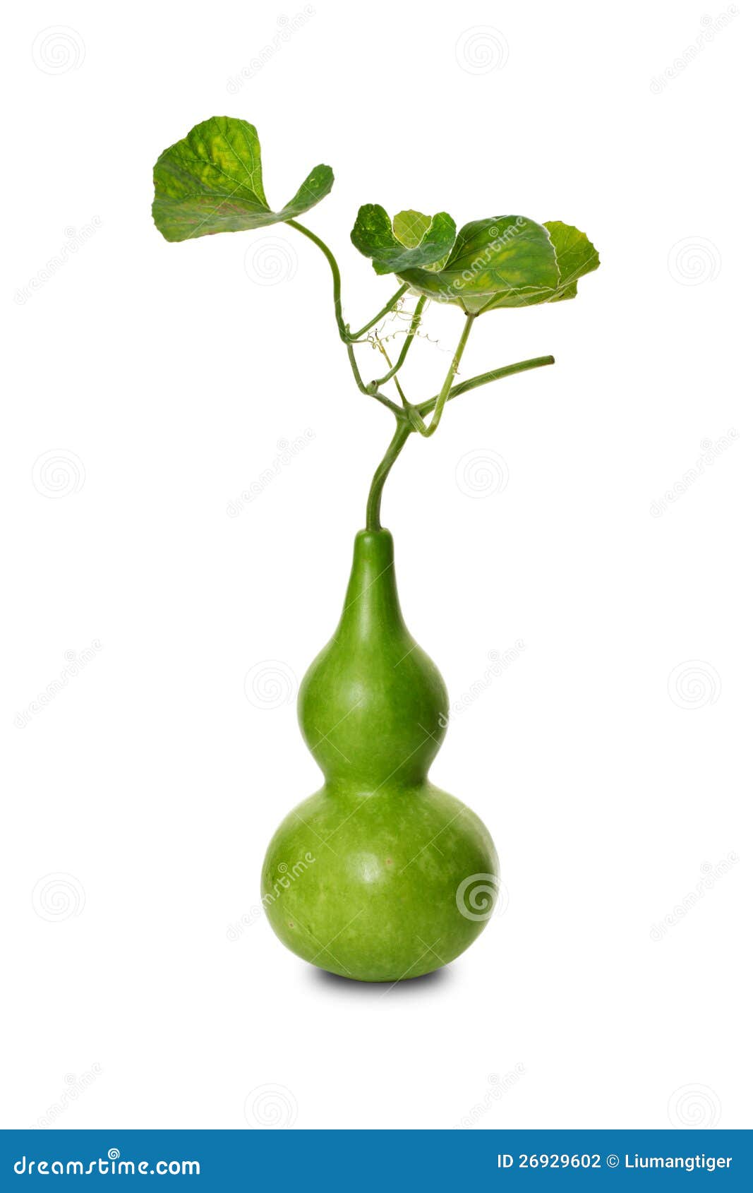 Calabash Stock Photography | CartoonDealer.com #7254410