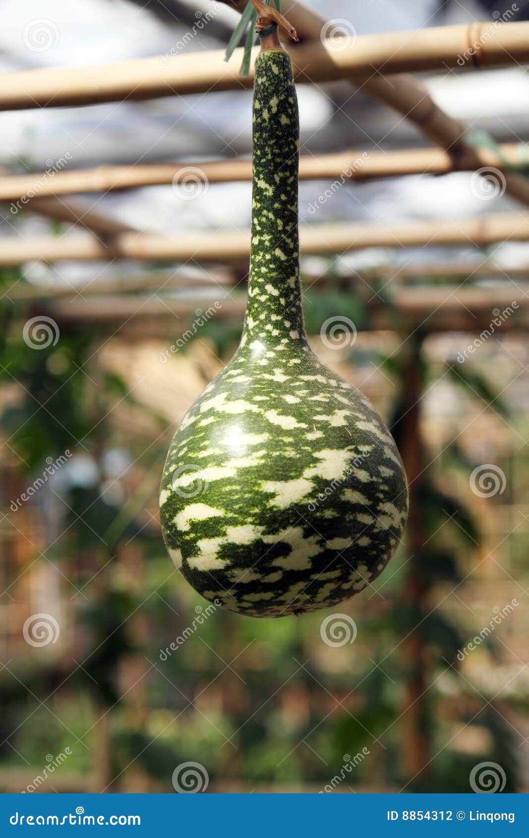 Calabash. stock photo. Image of gourd, container, greenhouse - 8854312