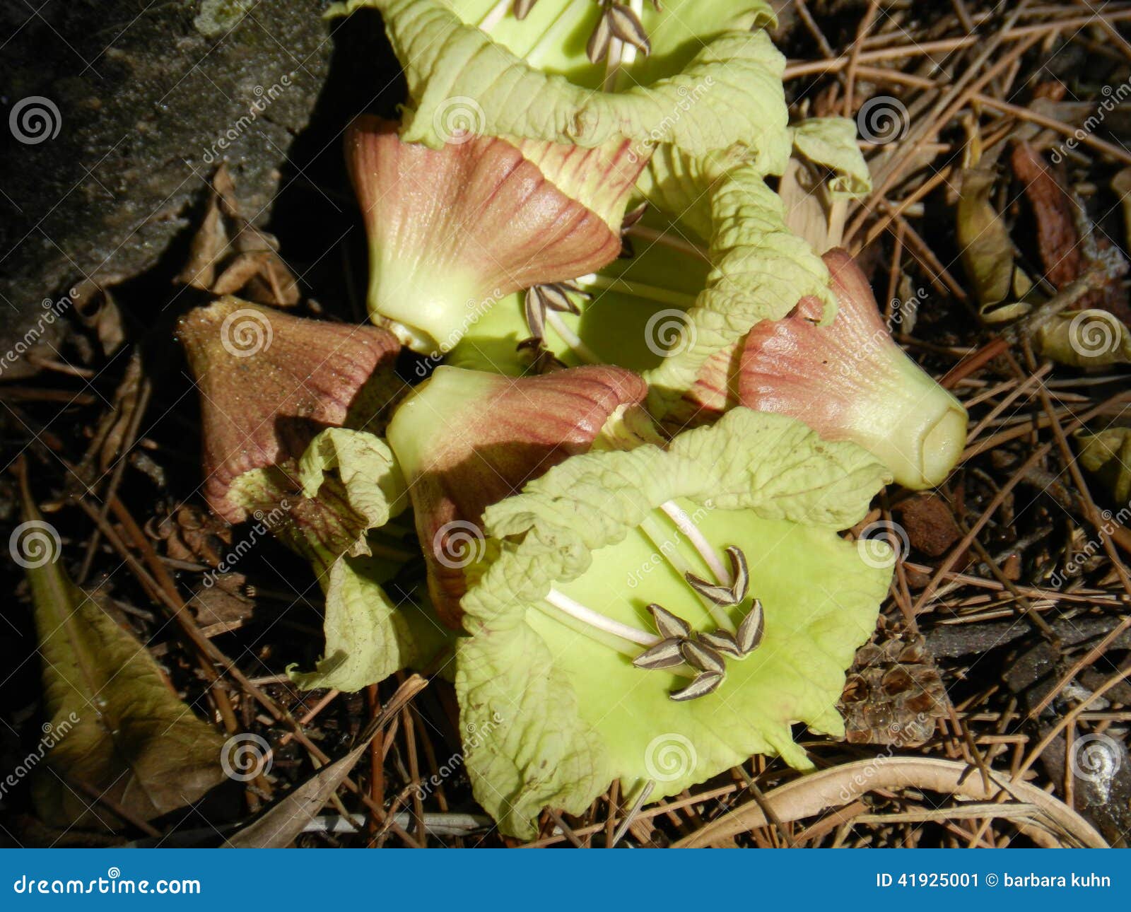 Calabash blooms stock image. Image of sanibel, blooms - 41925001