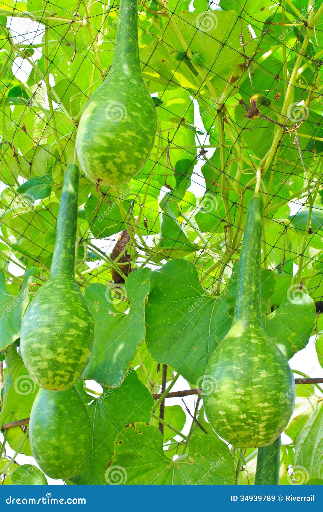 Calabash or Bottle gourd stock image. Image of chinese - 34939789