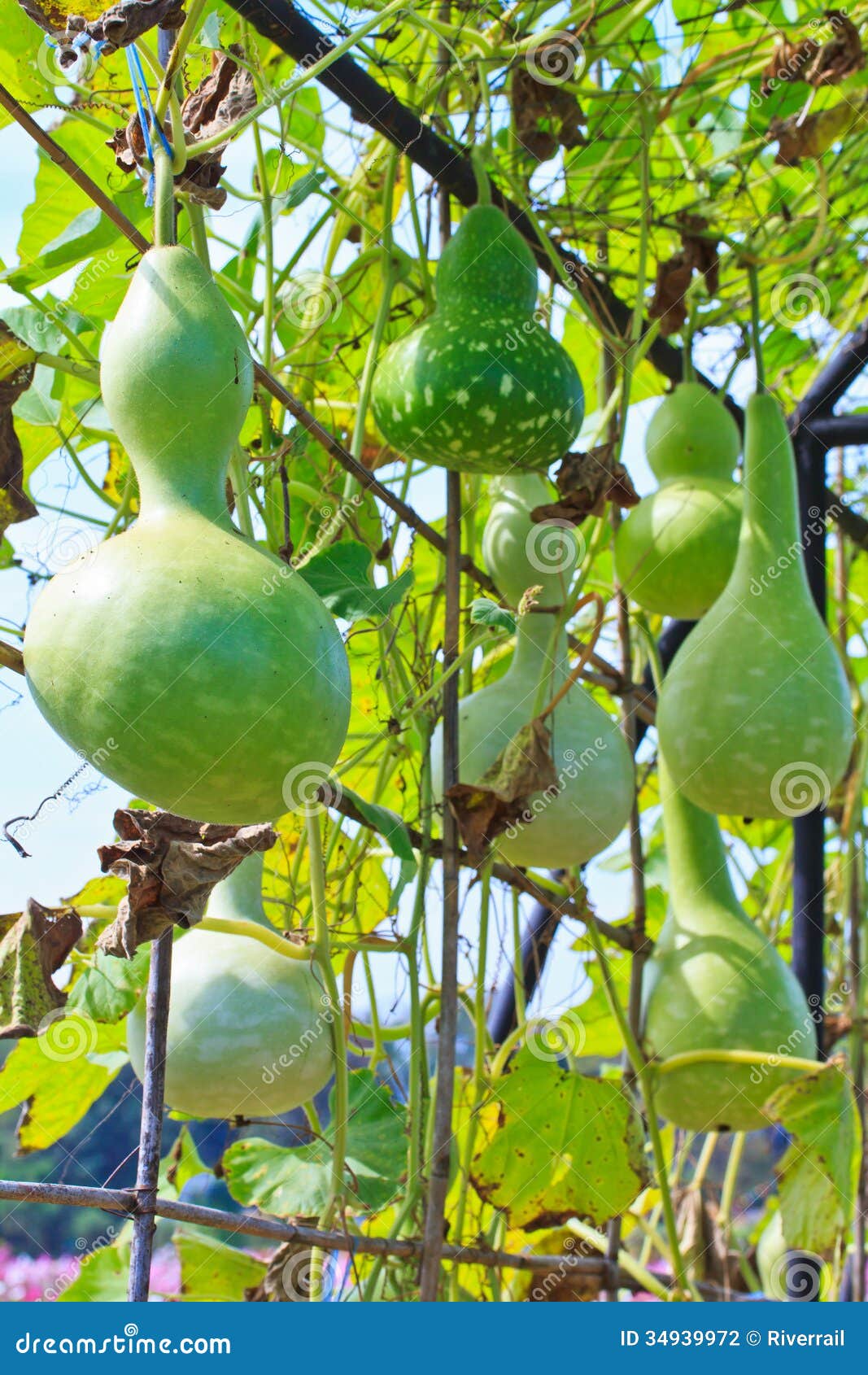 Calabash or Bottle gourd stock photo. Image of edible - 34939972