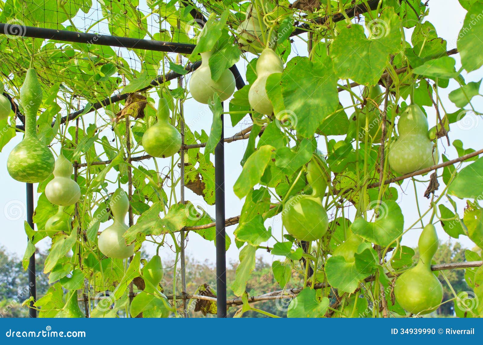 Calabash or Bottle gourd stock photo. Image of bowl, harvest - 34939990