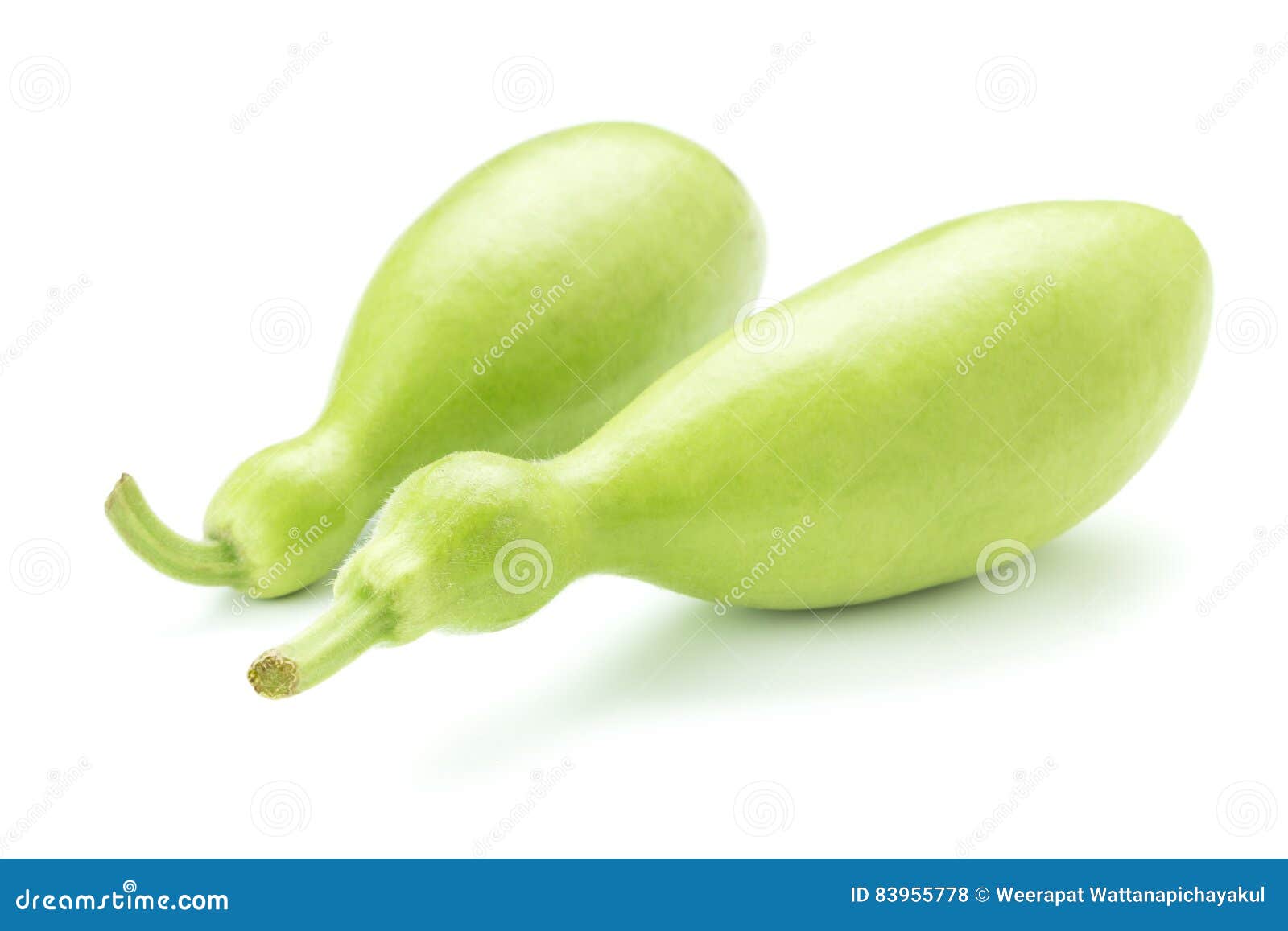 Calabash stock photo. Image of ripe, green, healthy, freshness - 83955778