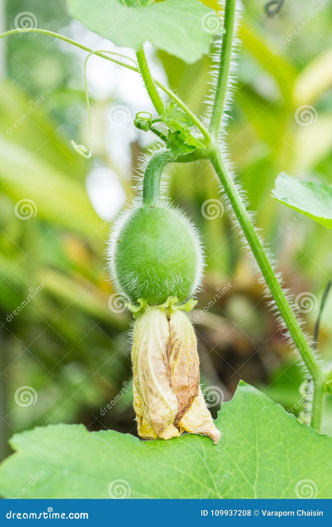 Calabash or bottle gourd stock photo. Image of nutrition - 109937208
