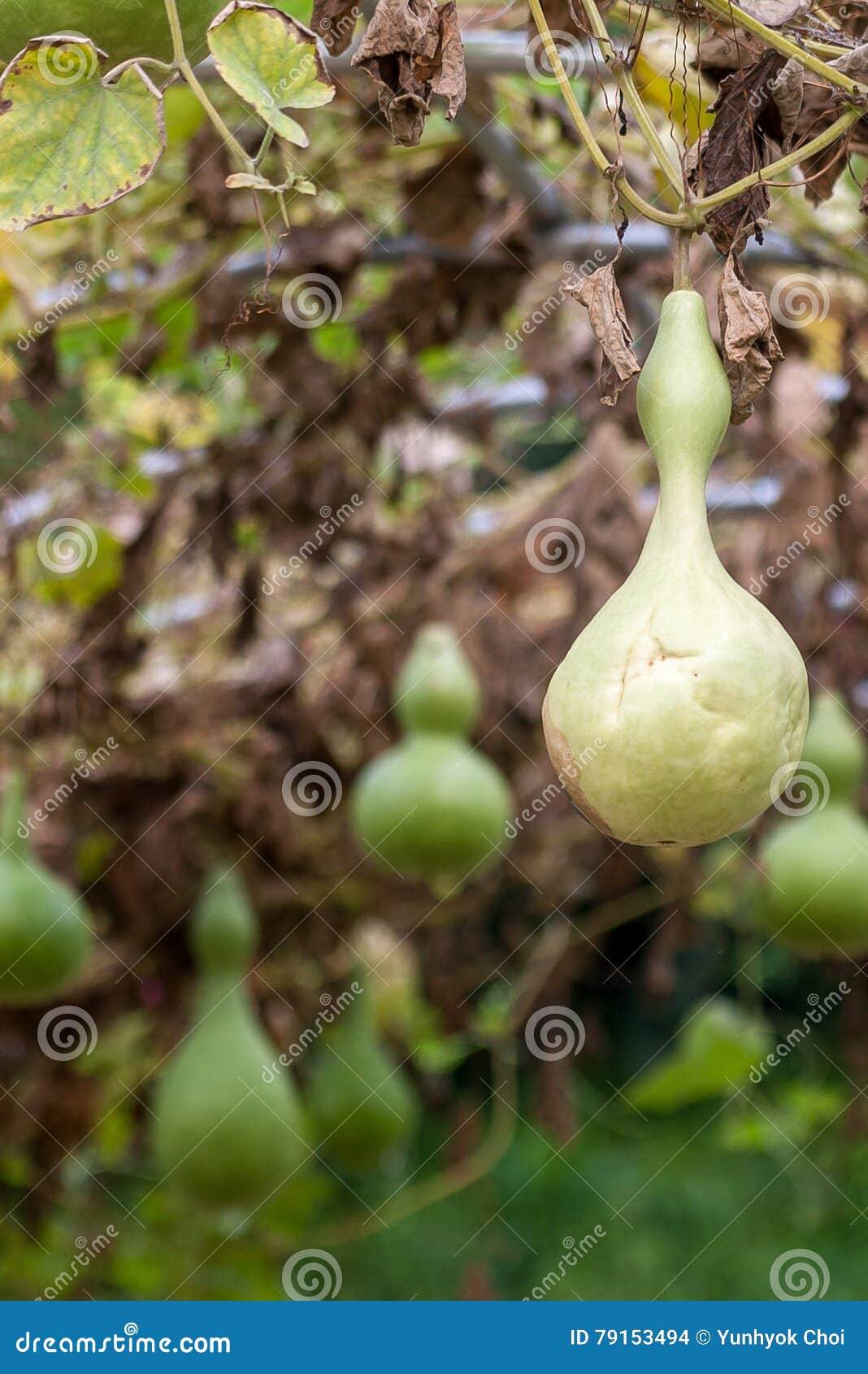 Calabash stock photo. Image of produce, calabash, green - 79153494