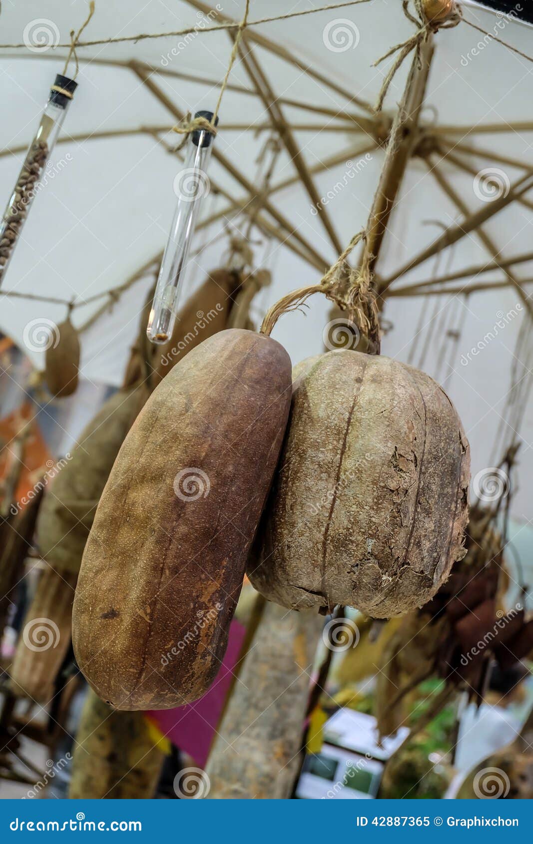 Calabash stock image. Image of dried, evergreen, hanging - 42887365