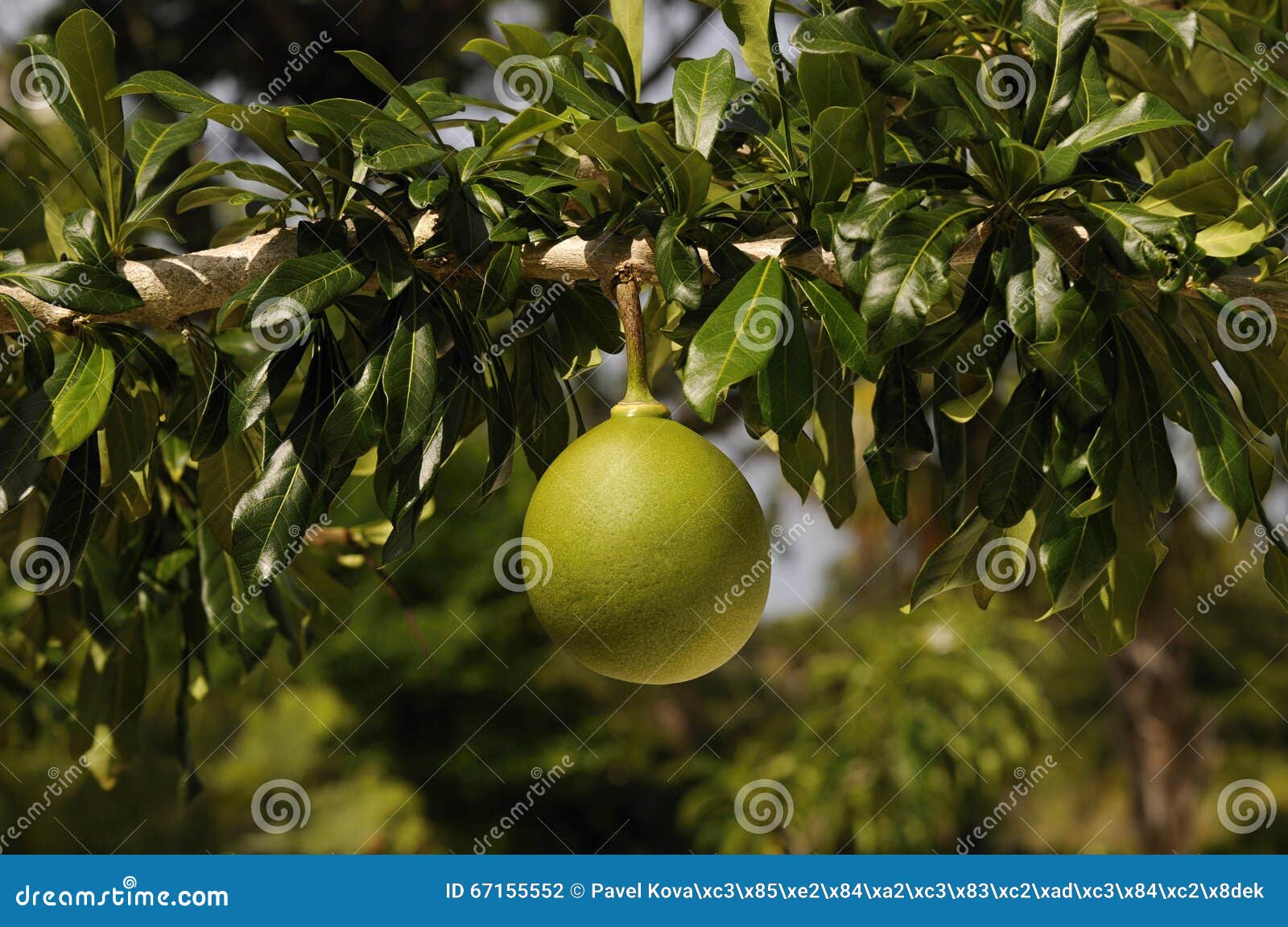 Calabash Fruit, Crescentia Cujete Stock Photo - Image of cujete ...