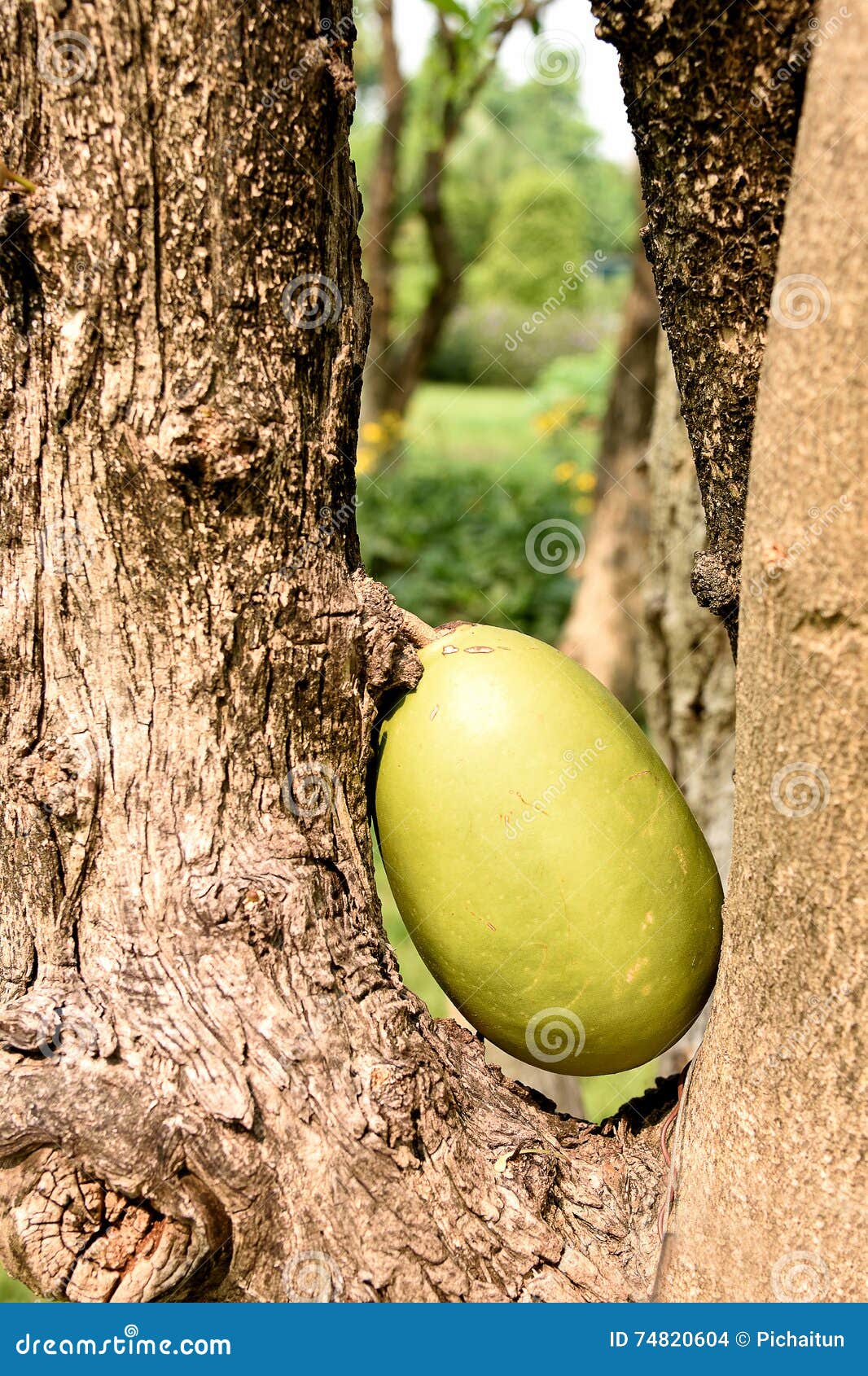 Calabash fruit stock photo. Image of ornamental, trunk - 74820604