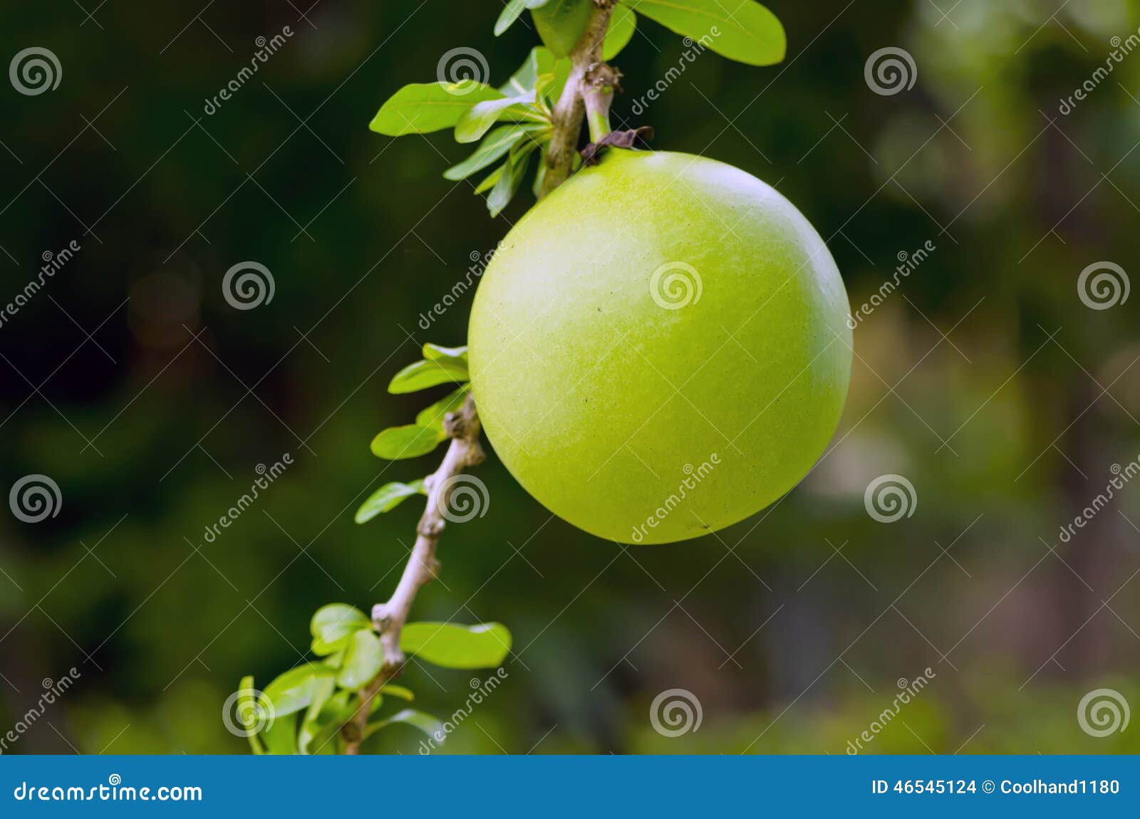 Calabash Fruit stock photo. Image of tropical, panama - 46545124