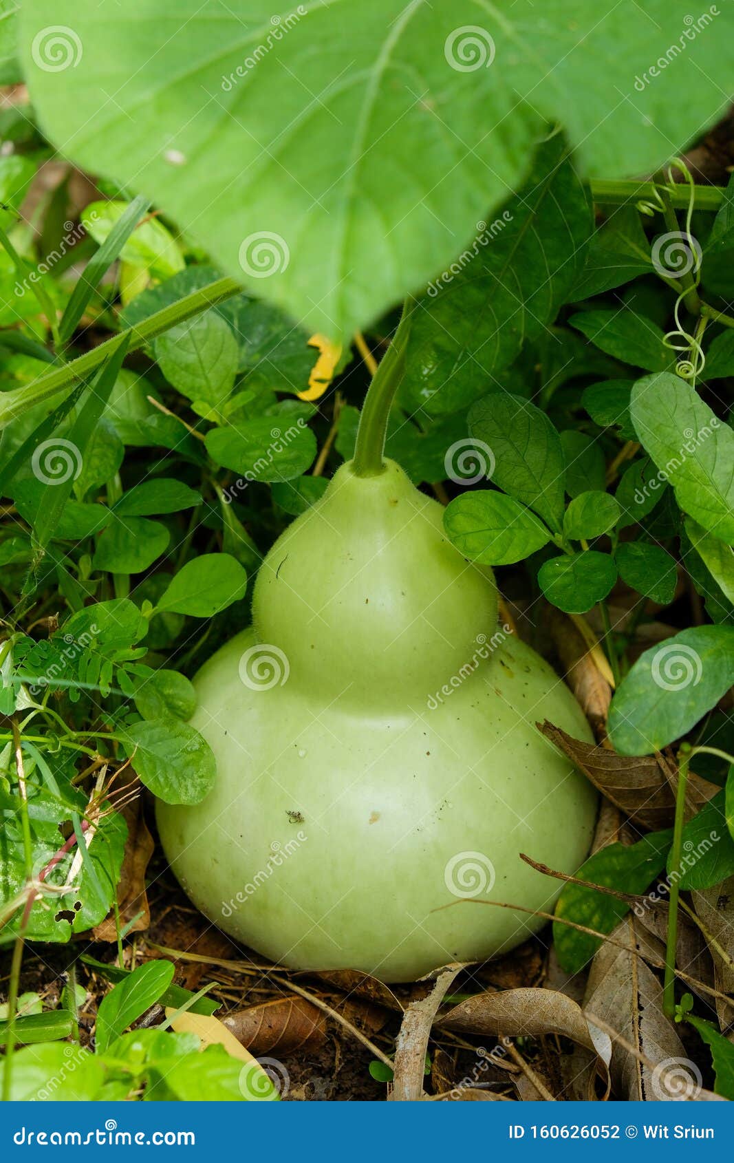 Calabash Gourd, Bottle Gourd is a Plant that Has a Beautiful Shape ... Calabash Gourd, Bottle Gourd is a Plant that Has a Beautiful Shape ...