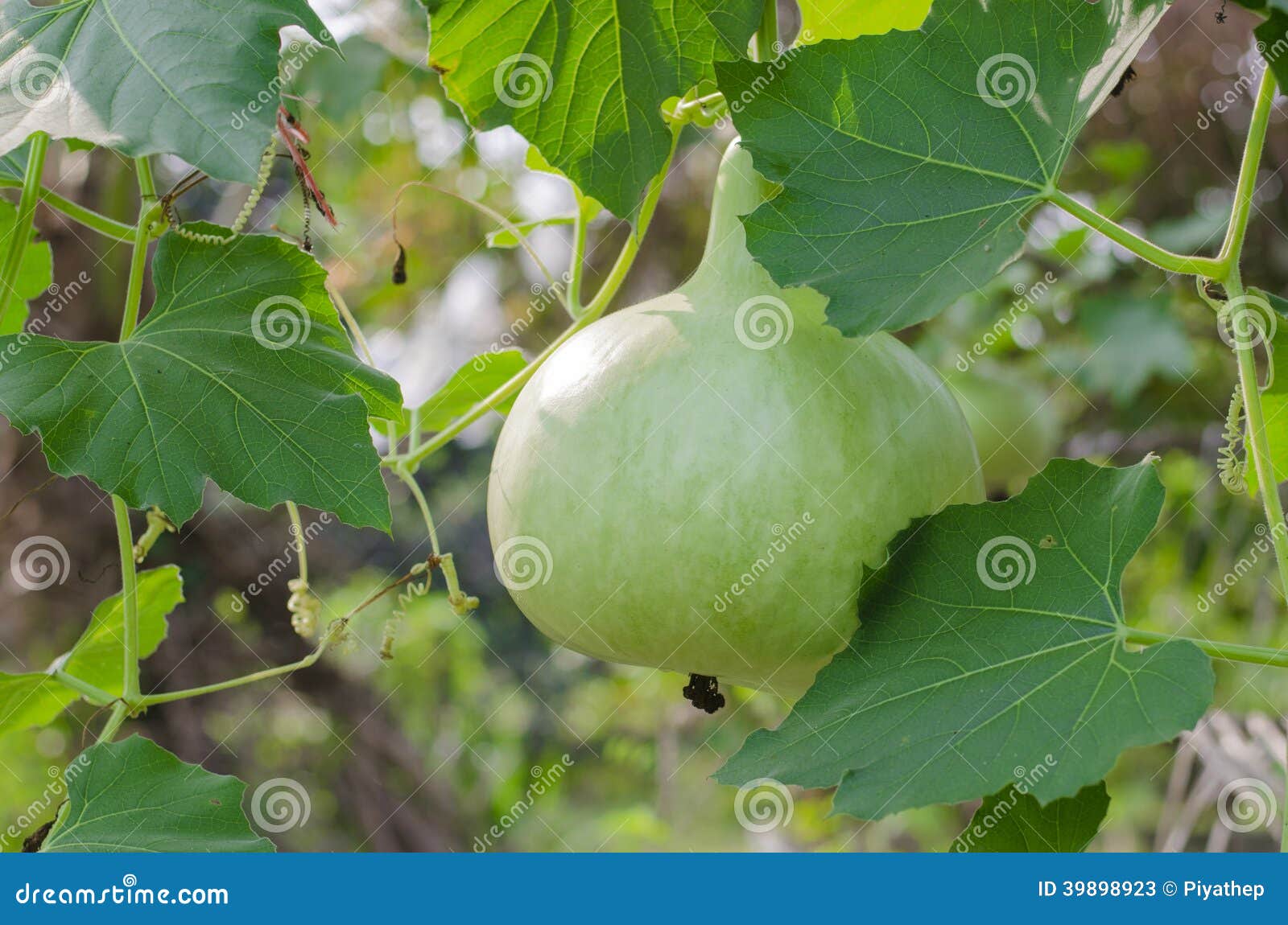Calabash gourd stock image. Image of organic, garden - 39898923