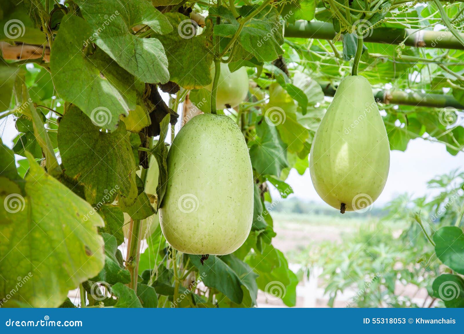 Calabash stock image. Image of food, bottle, ingredient - 55318053