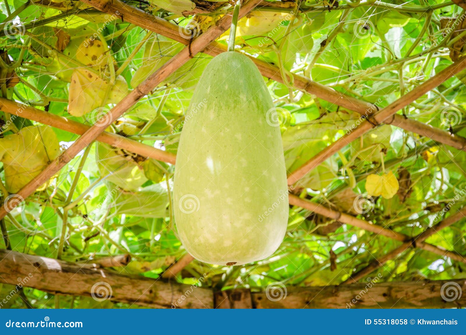 Calabash stock photo. Image of calabash, food, plant - 55318058