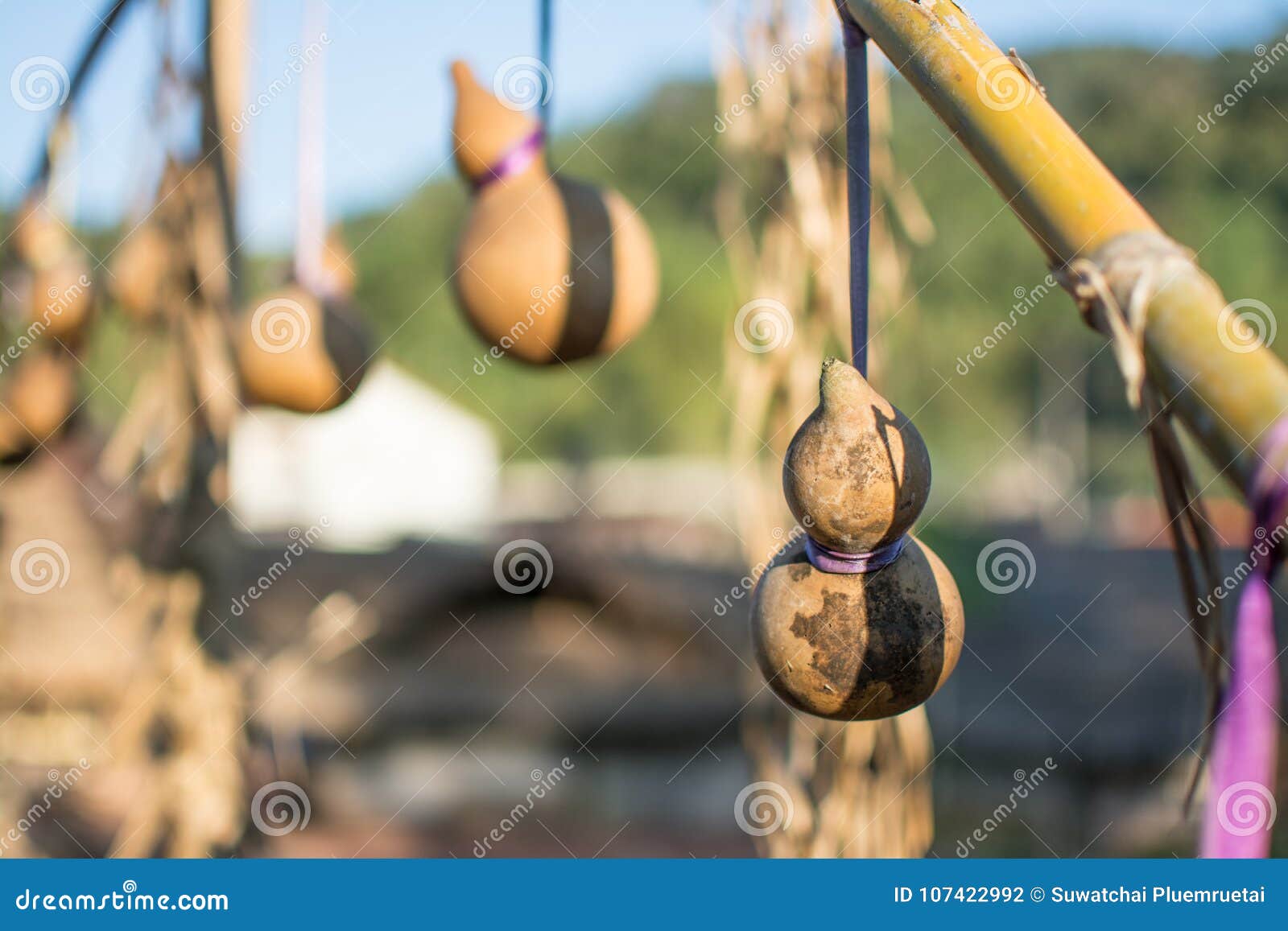 Calabash hang with bamboo stock photo. Image of fresh - 107422992