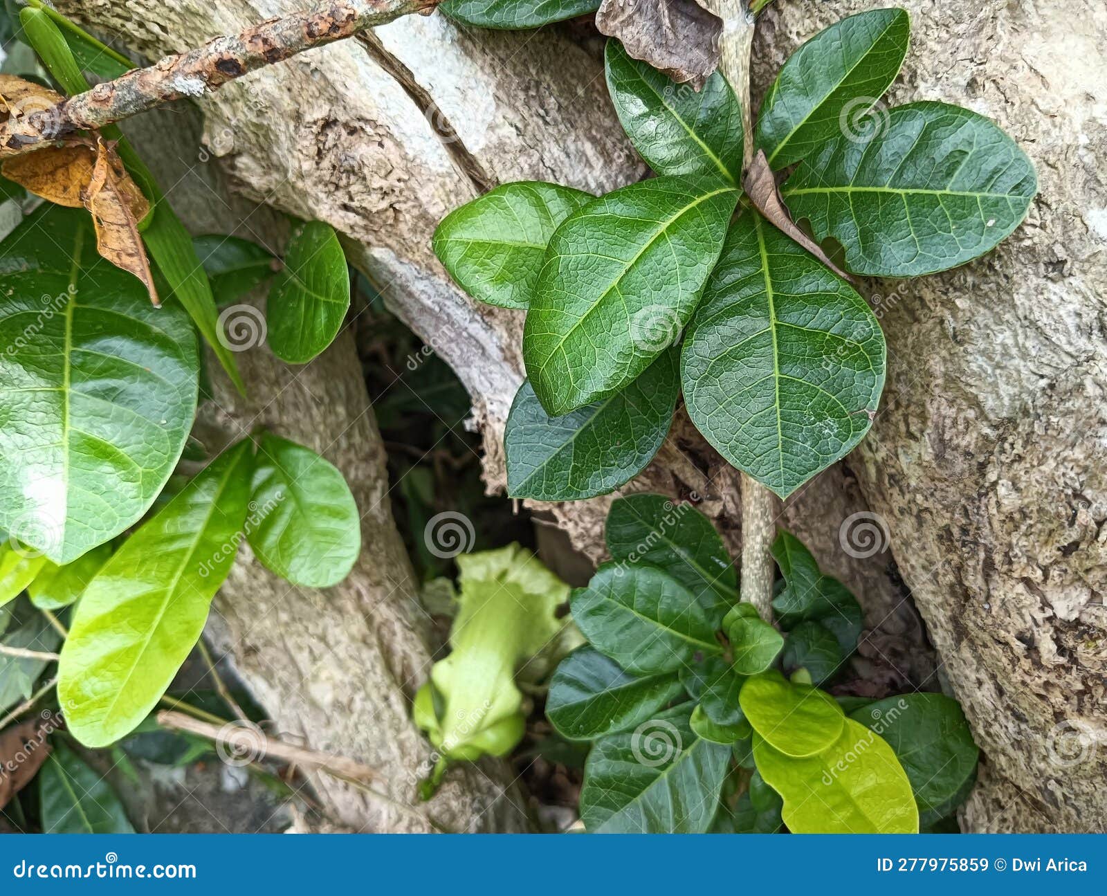 Calabash Leaf and Stem Texture Stock Image - Image of plant, branch ...