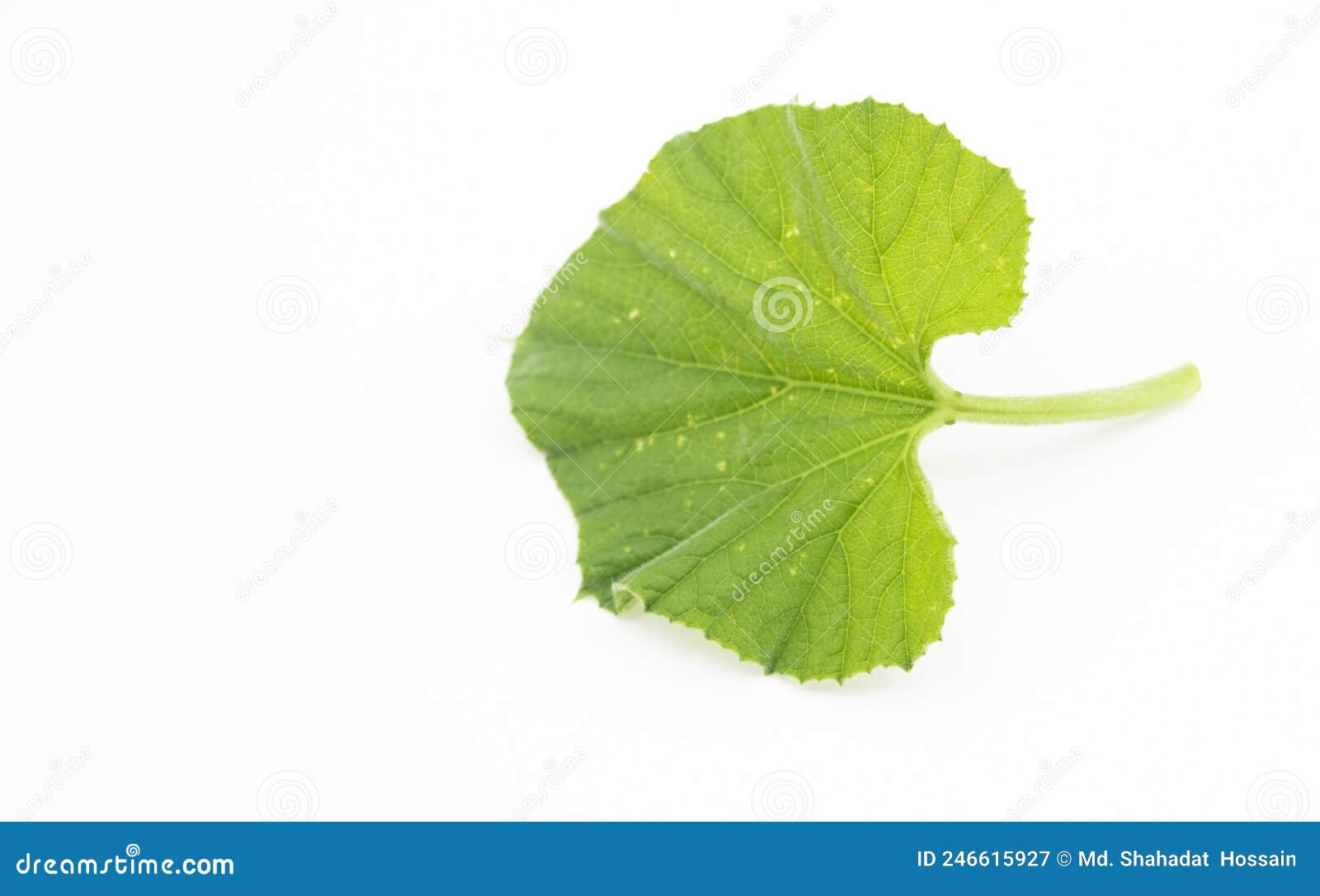 Calabash Leaves Isolate on White Background Stock Image - Image of ...