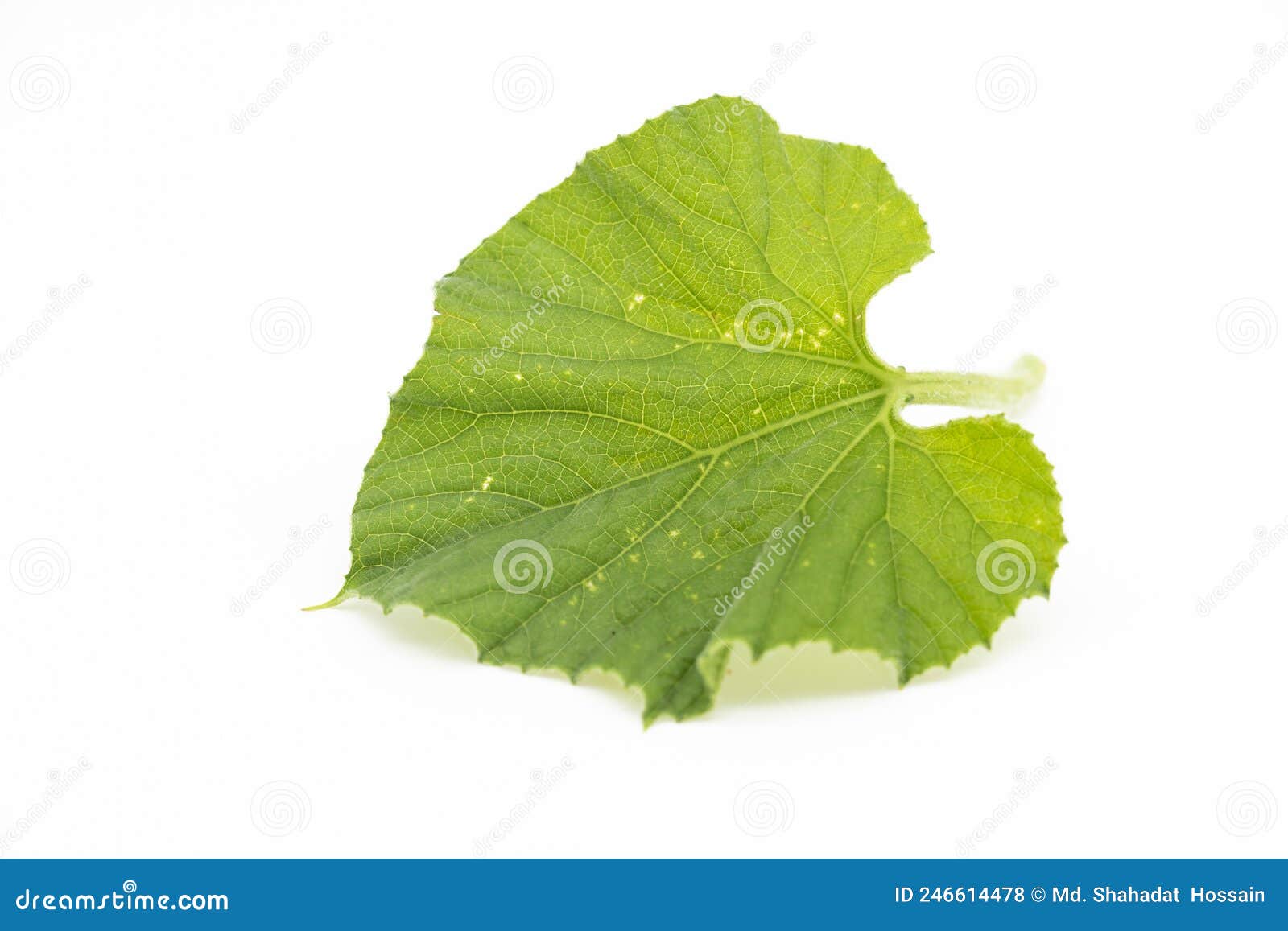 Calabash Leaves Isolate on White Background, Selective Focus Stock ...