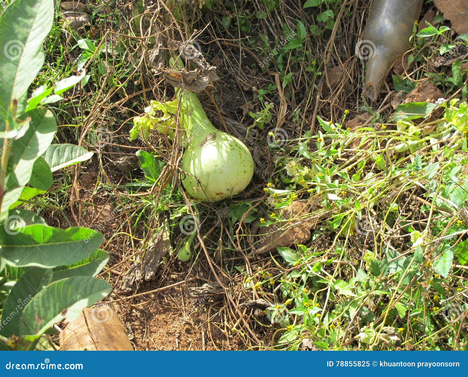 Calabash stock image. Image of nature, fruits, calabash - 78855825