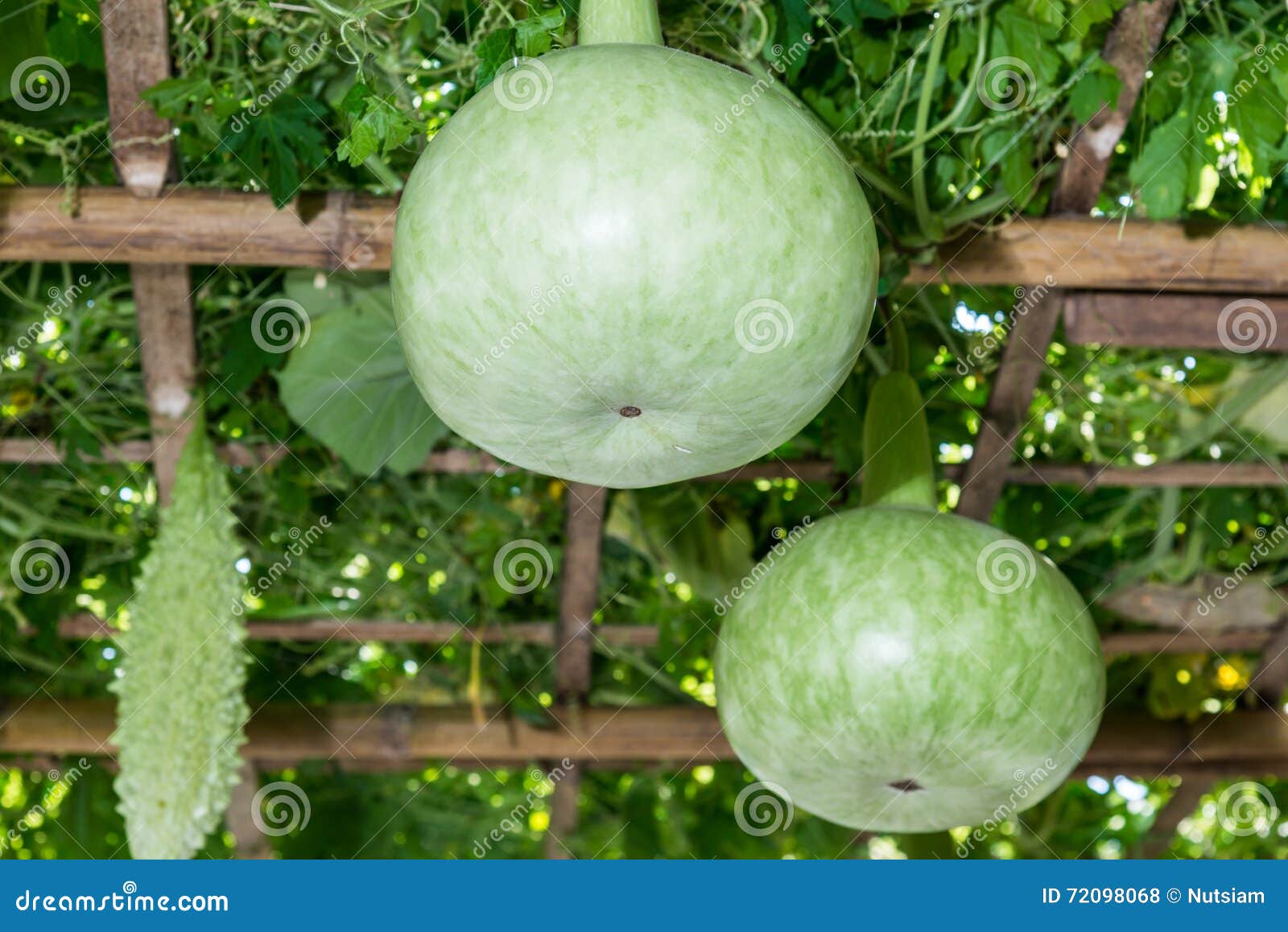 Calabash stock photo. Image of chinese, fruit, gourd - 72098068